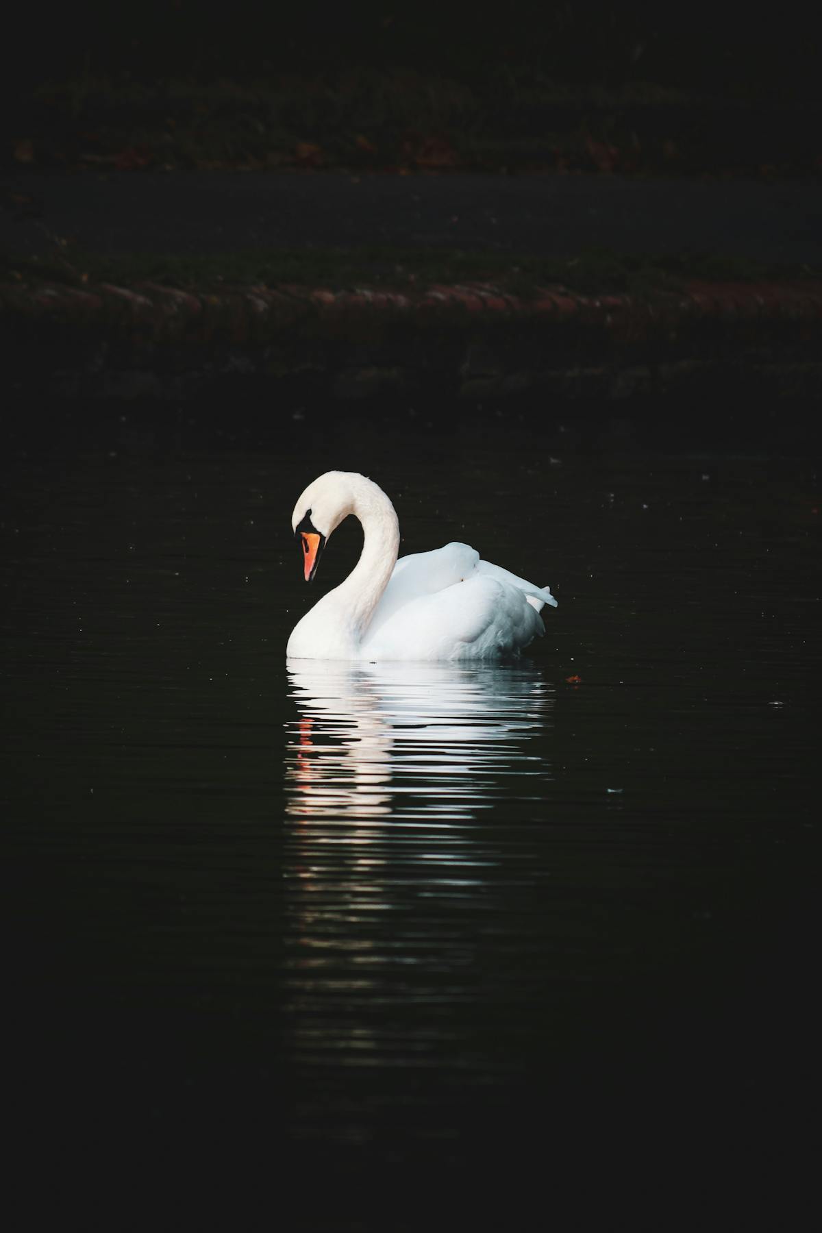 Night Swan Photos, Download The BEST Free Night Swan Stock Photos & HD ...
