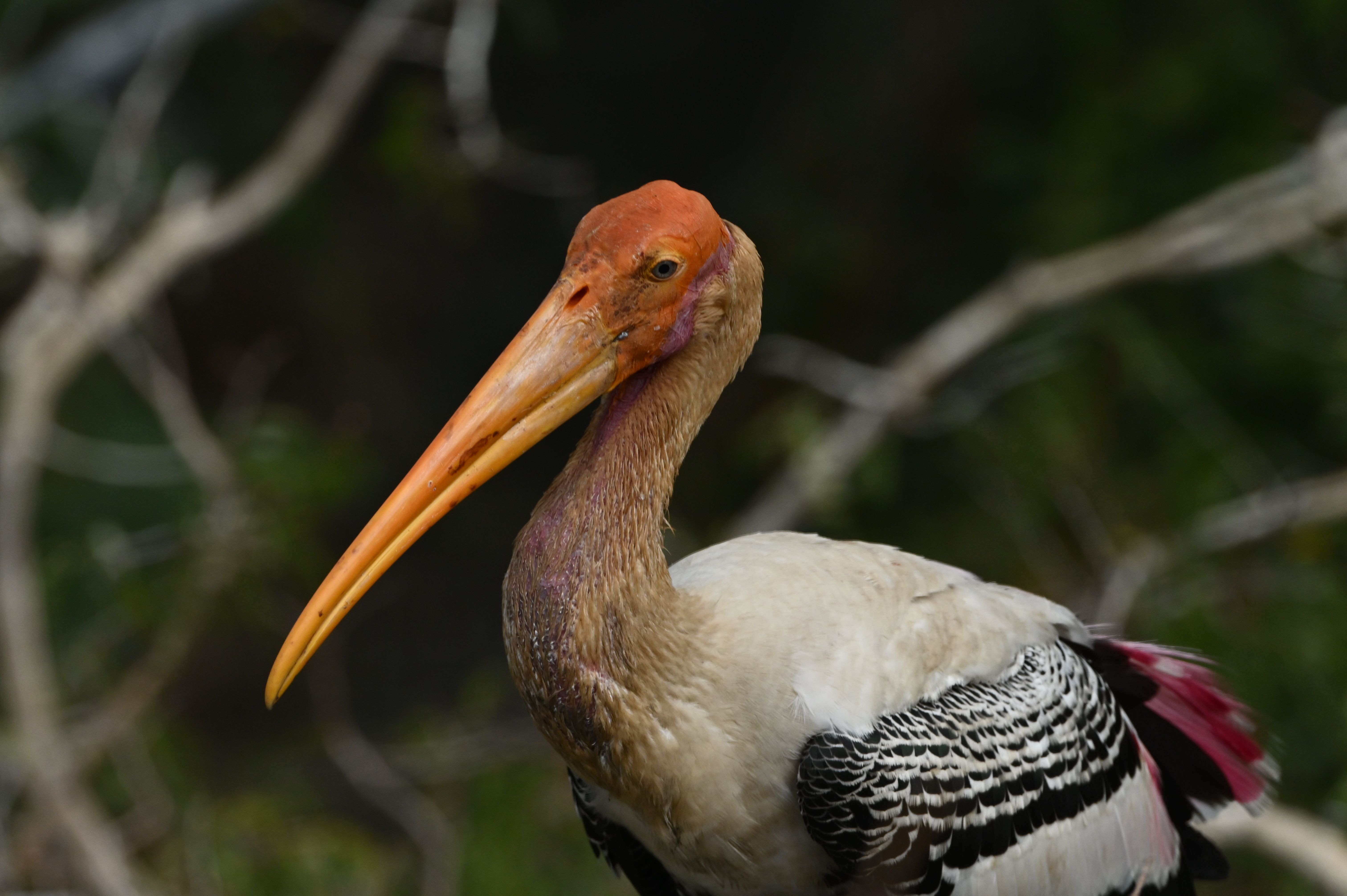 Photo of Painted Stork · Free Stock Photo