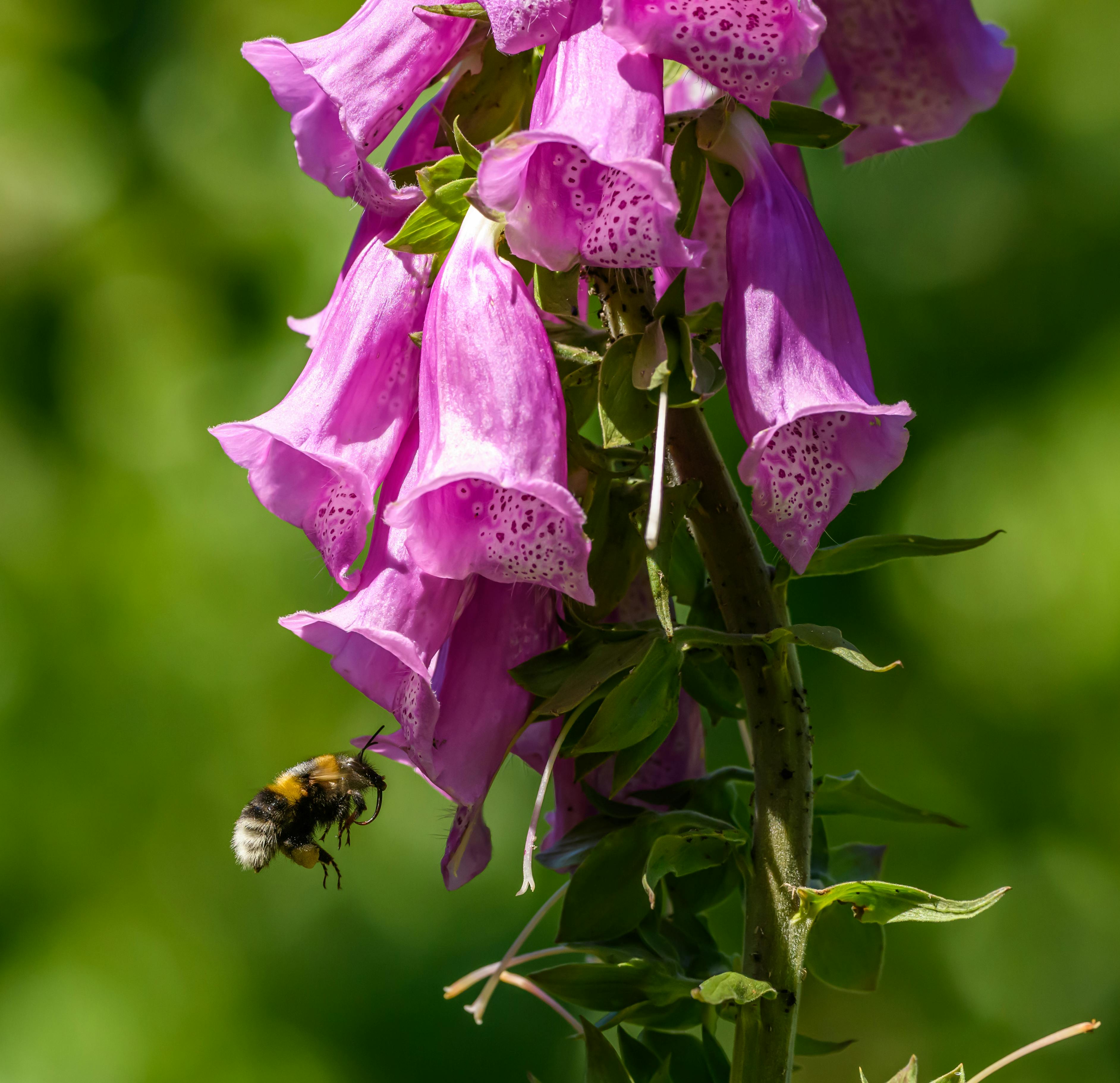 Bee Flying to Foxglove Flowers · Free Stock Photo