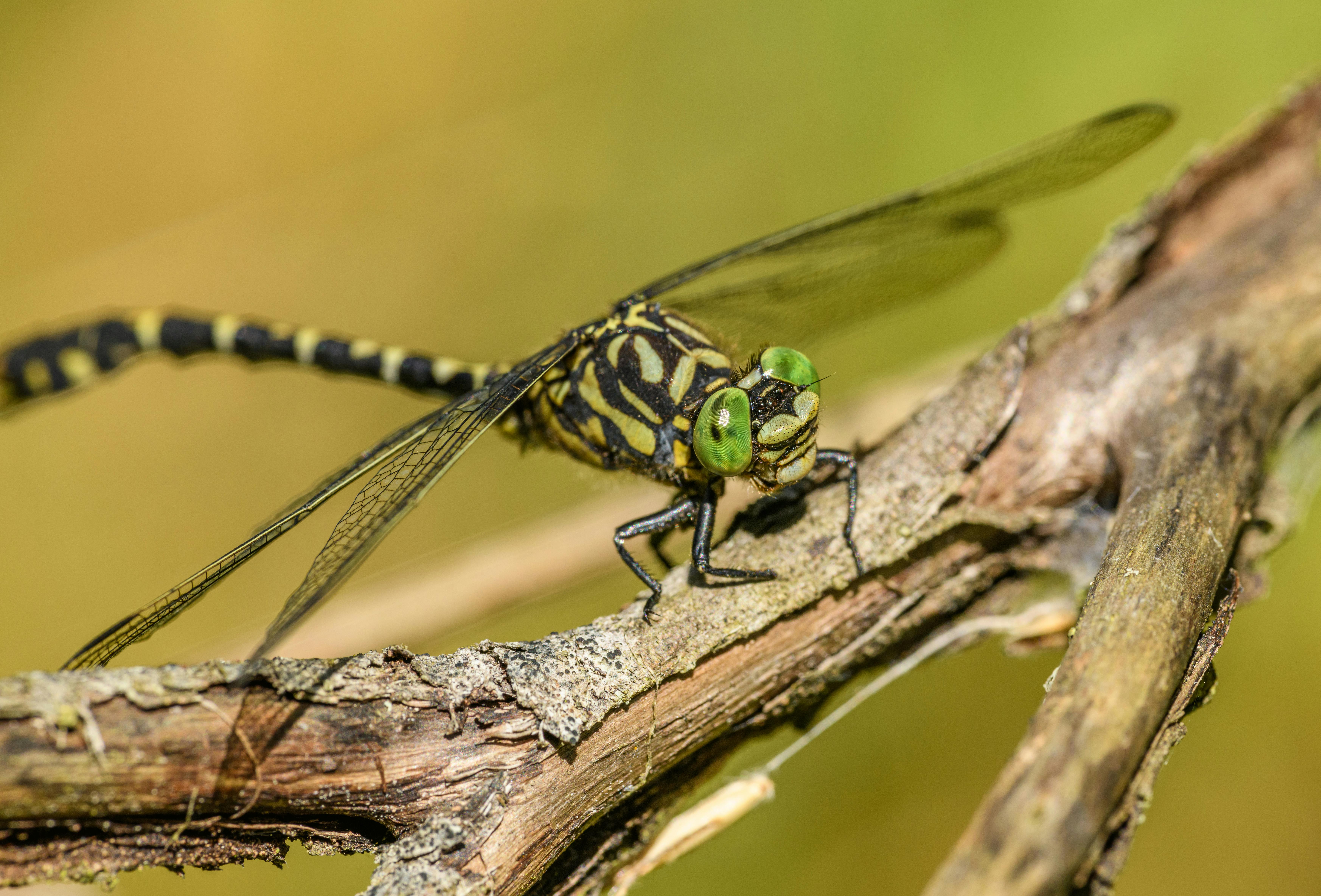 Extreme Close-up of a Dragonfly on a Branch · Free Stock Photo