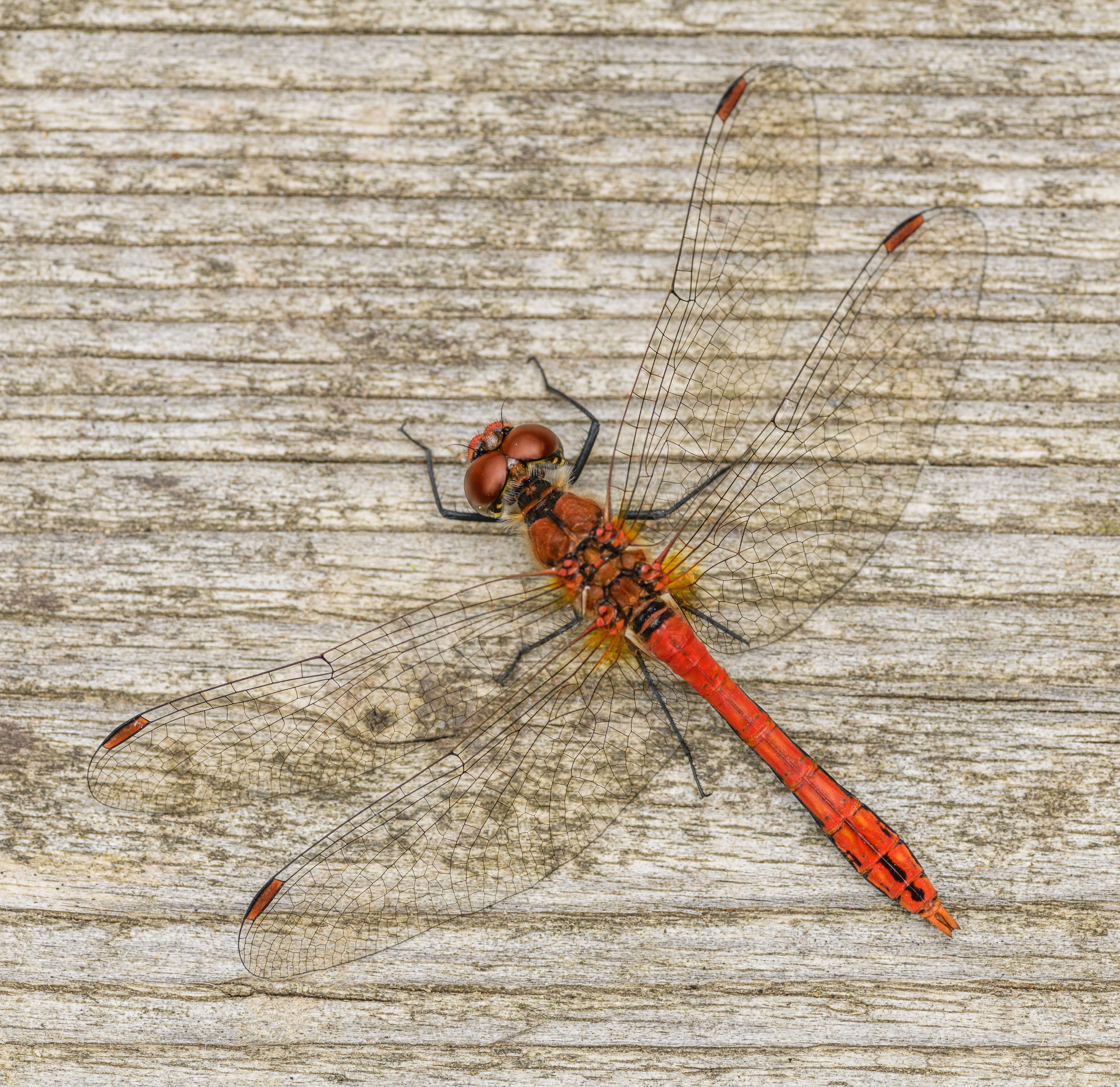 Dragonfly Anatomy Photos, Download The BEST Free Dragonfly Anatomy ...