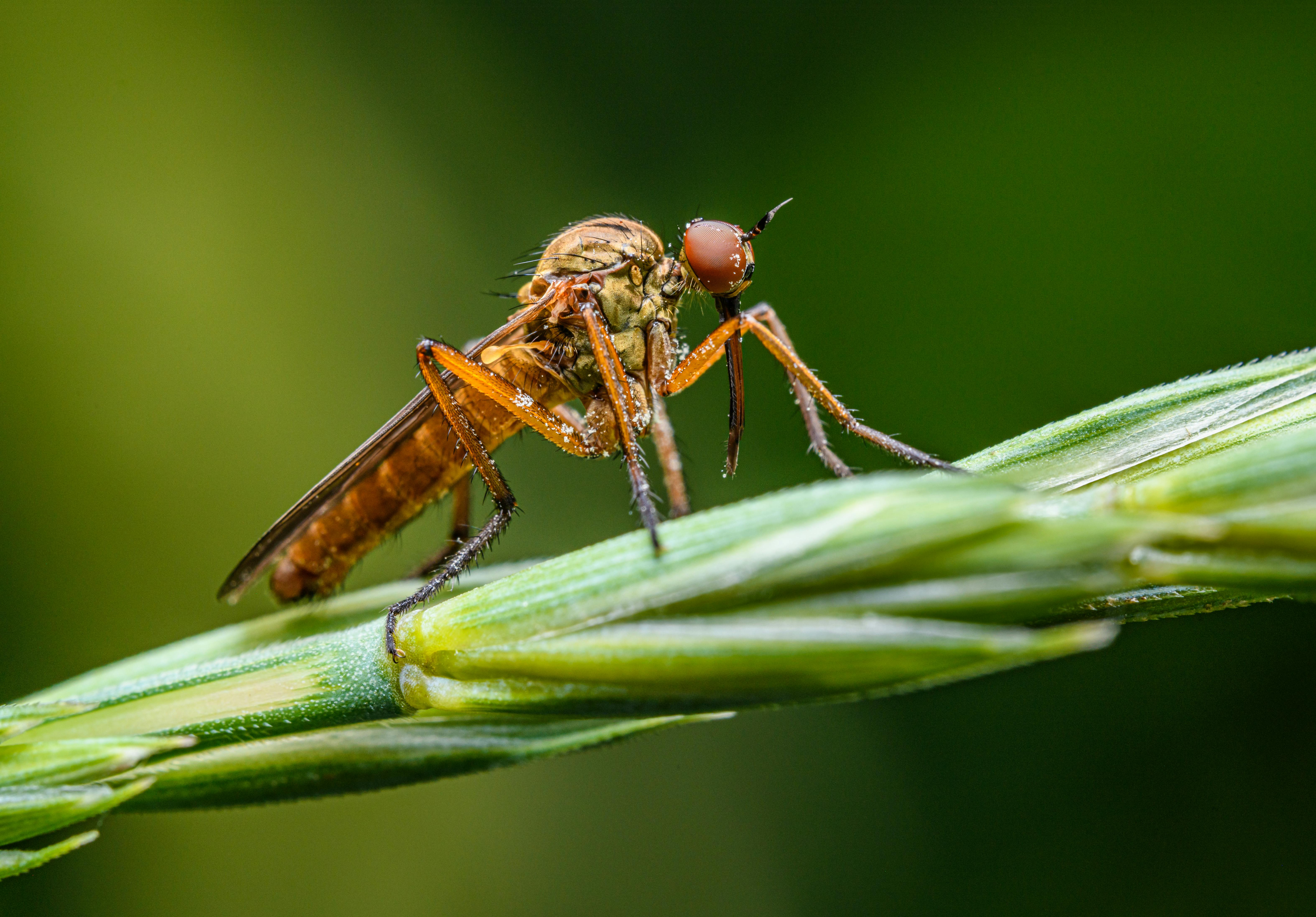 Insect on an Ear of Wheat · Free Stock Photo