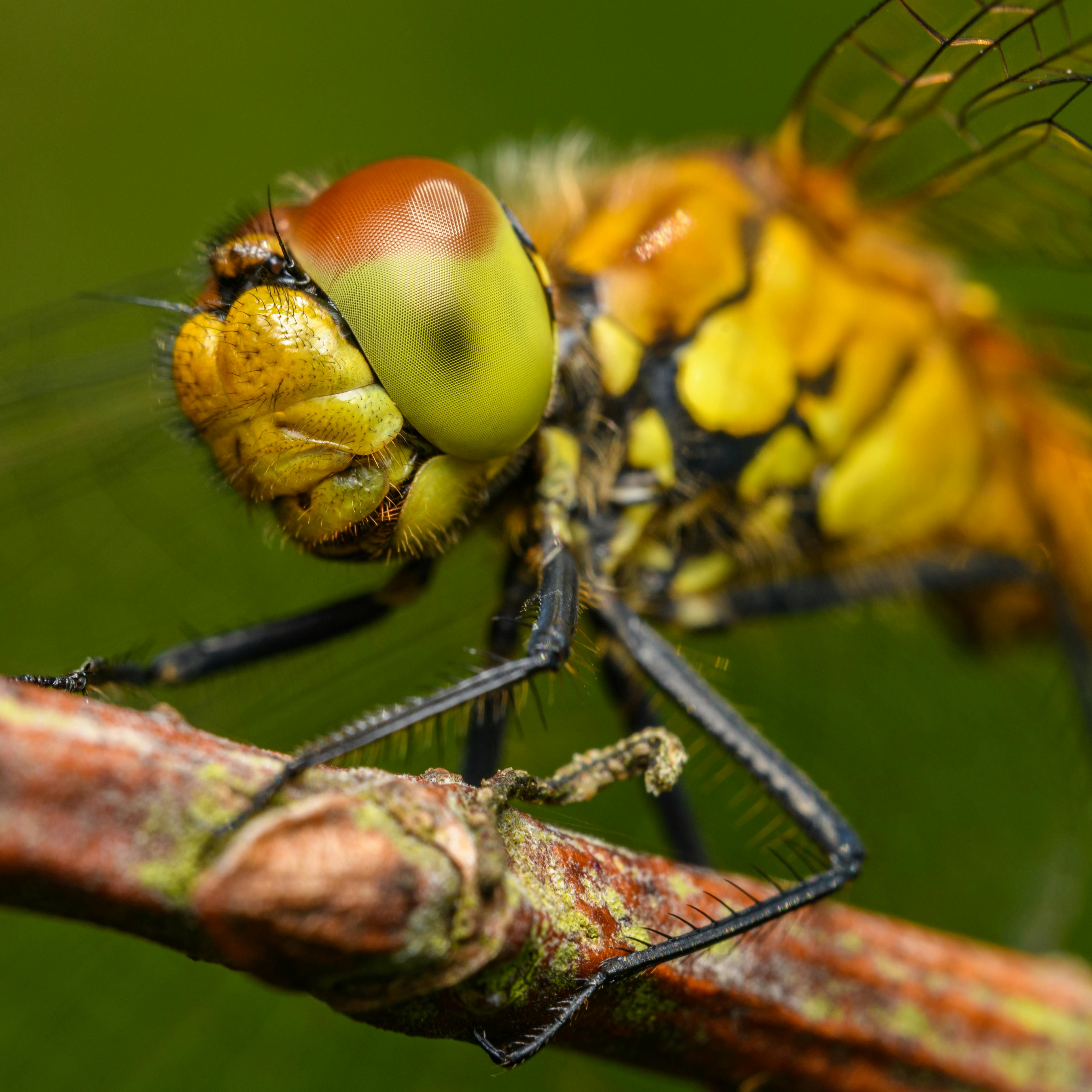 Extreme Close-up of an Insect · Free Stock Photo