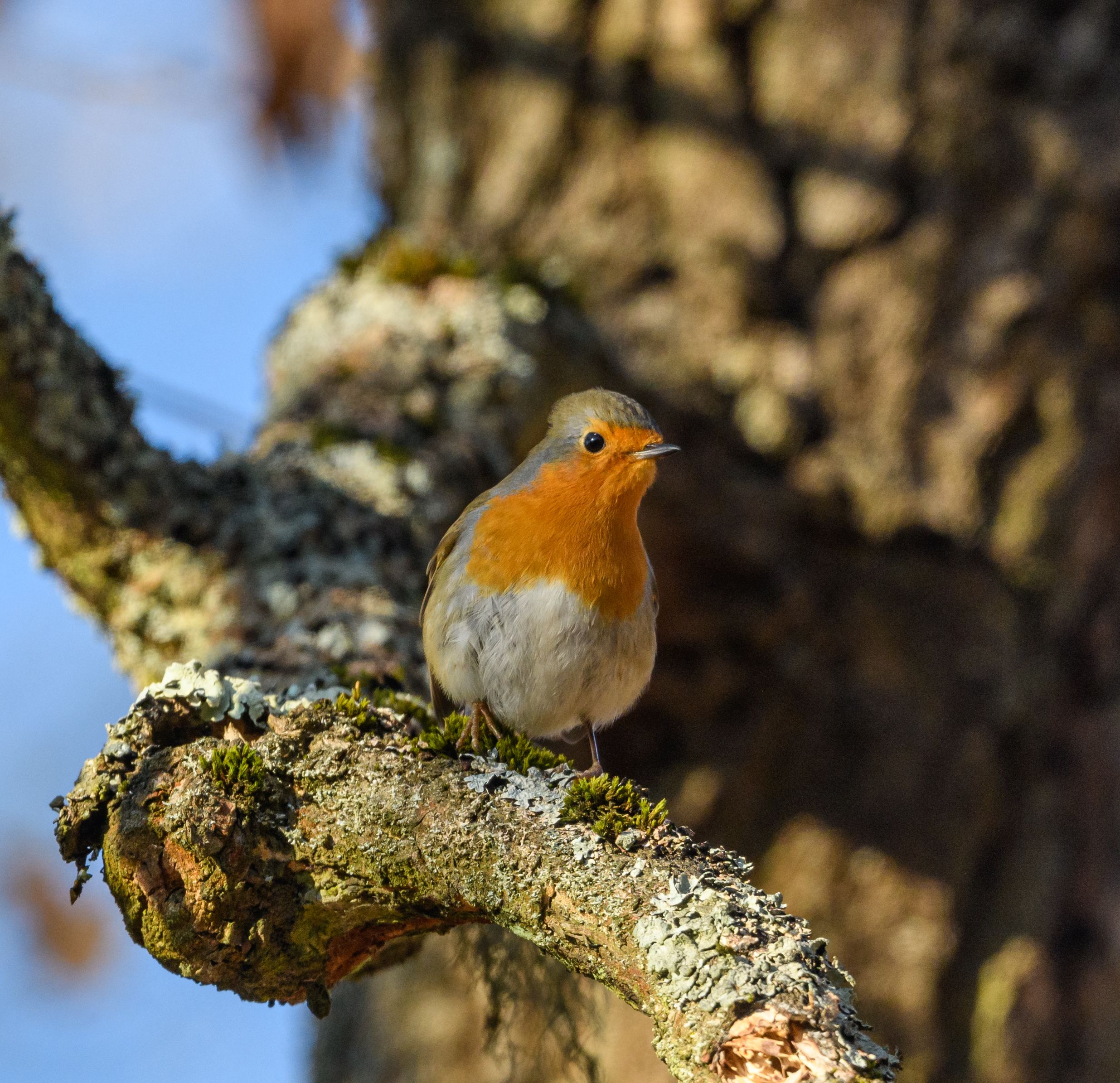 A bird sitting on a bowl on a concrete wall · Free Stock Photo