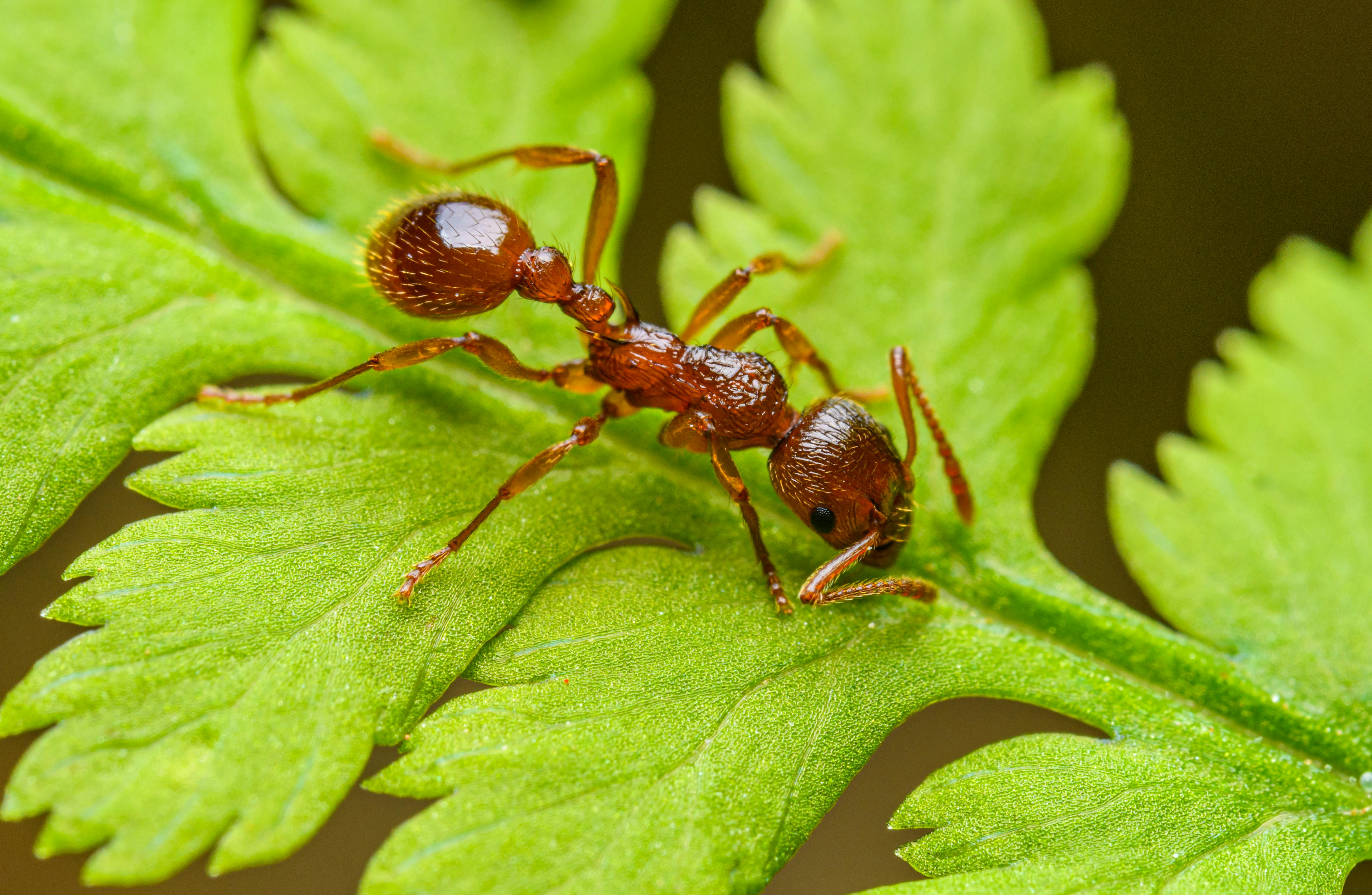Ant on a Leaf · Free Stock Photo