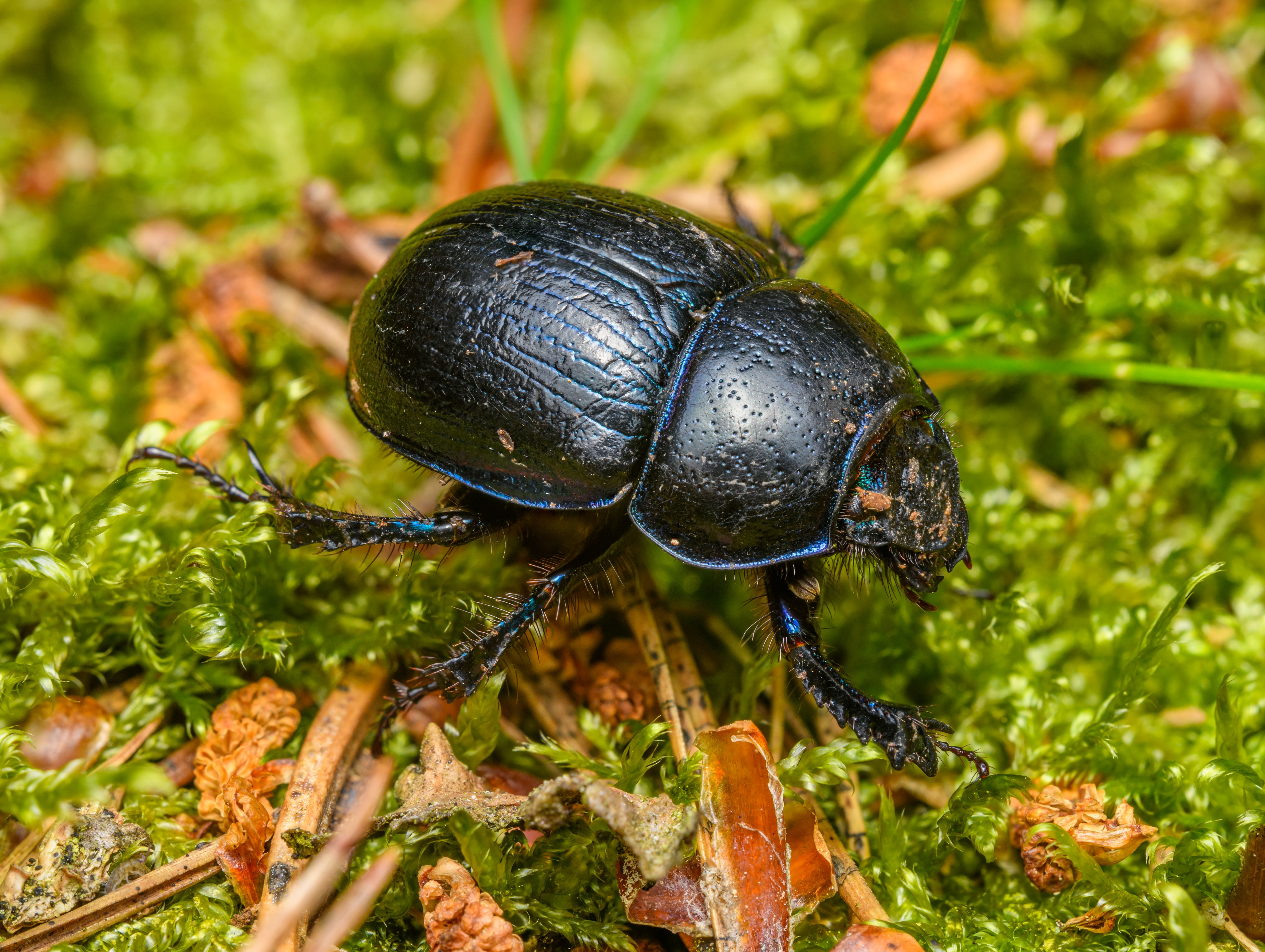 Foto de stock gratuita sobre anoplotrupes stercorosus, beetle, bosque ...