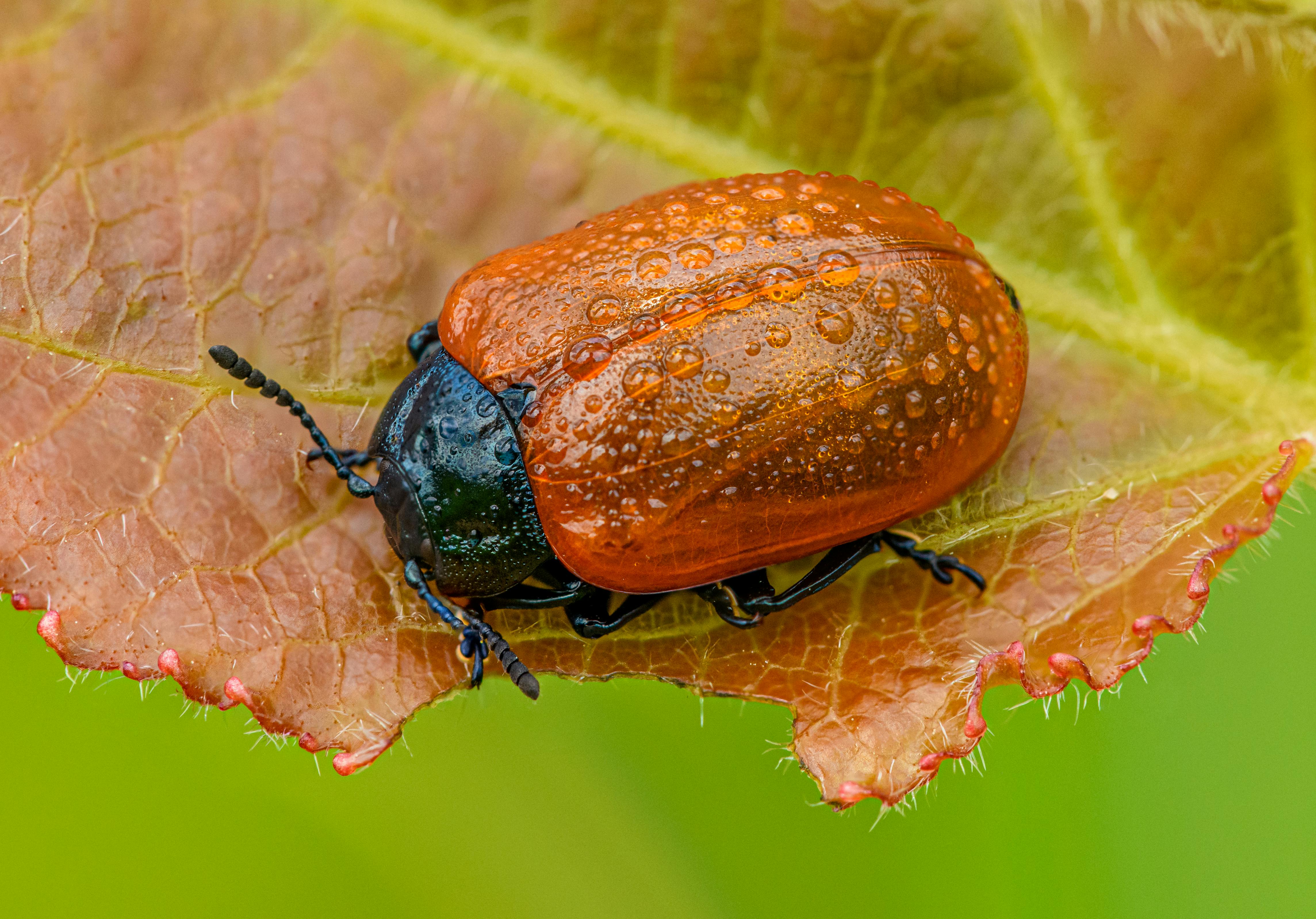 Photo gratuite de beetle, chrysomèle populi, fermer, feuille ...