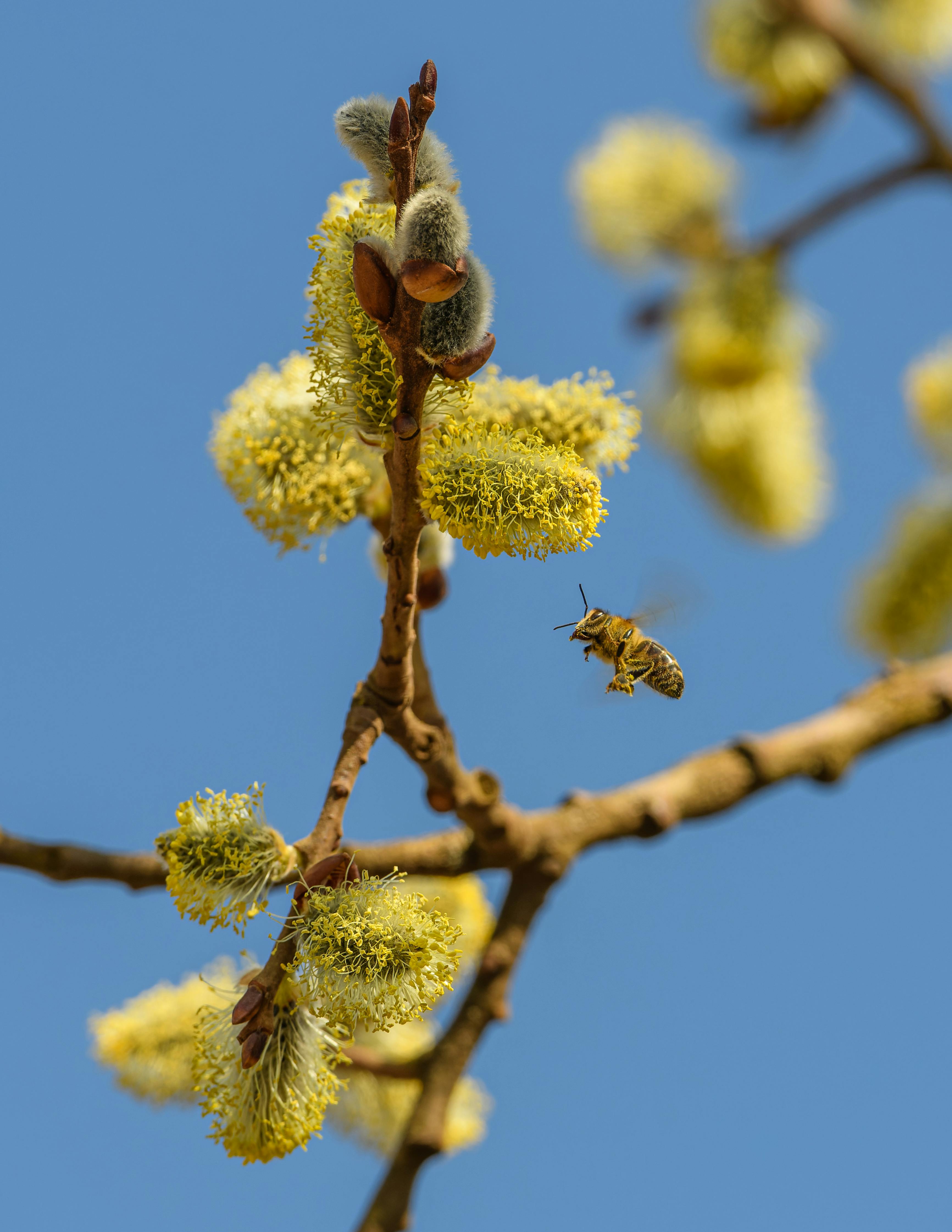 Bee Flying Among Willow Catkins · Free Stock Photo