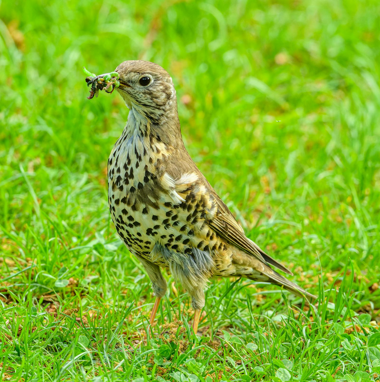 1,000+ Best Worms Photos · 100% Free Download · Pexels Stock Photos