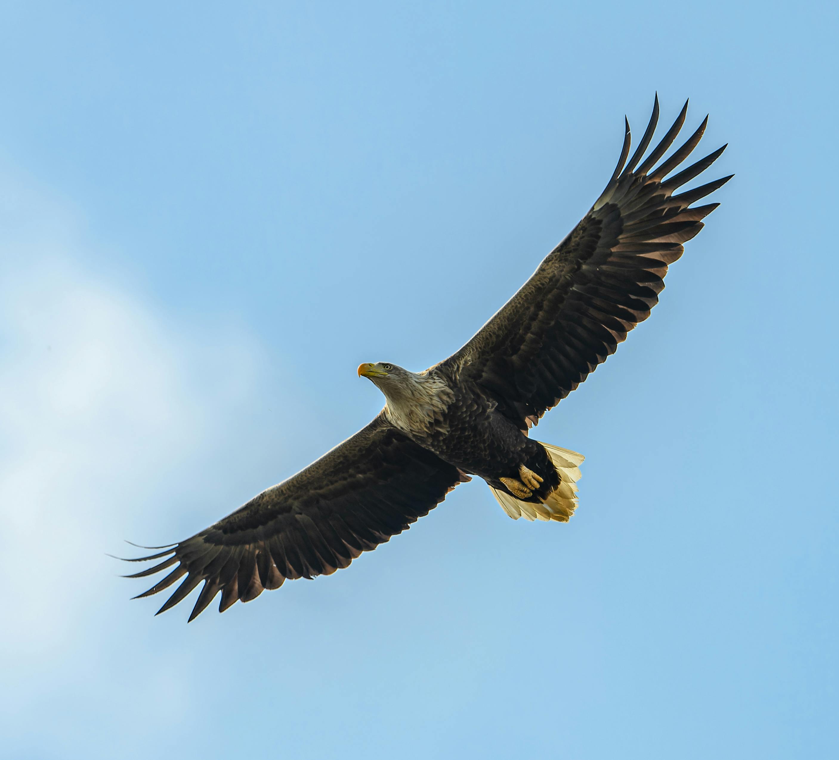 An Eagle Flying in the Sky · Free Stock Photo