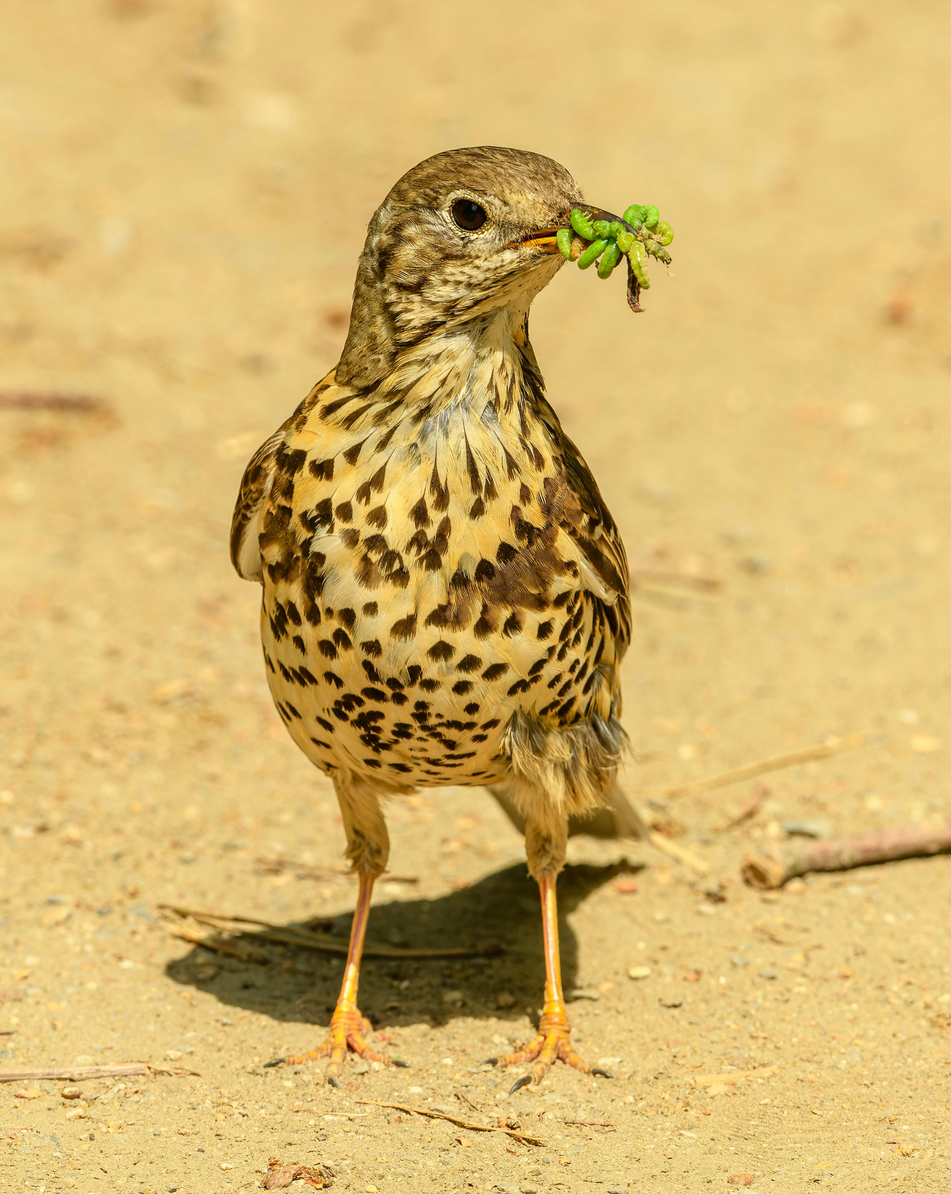 Δωρεάν στοκ φωτογραφιών με perching bird, turdus viscivorus, άγρια φύση ...