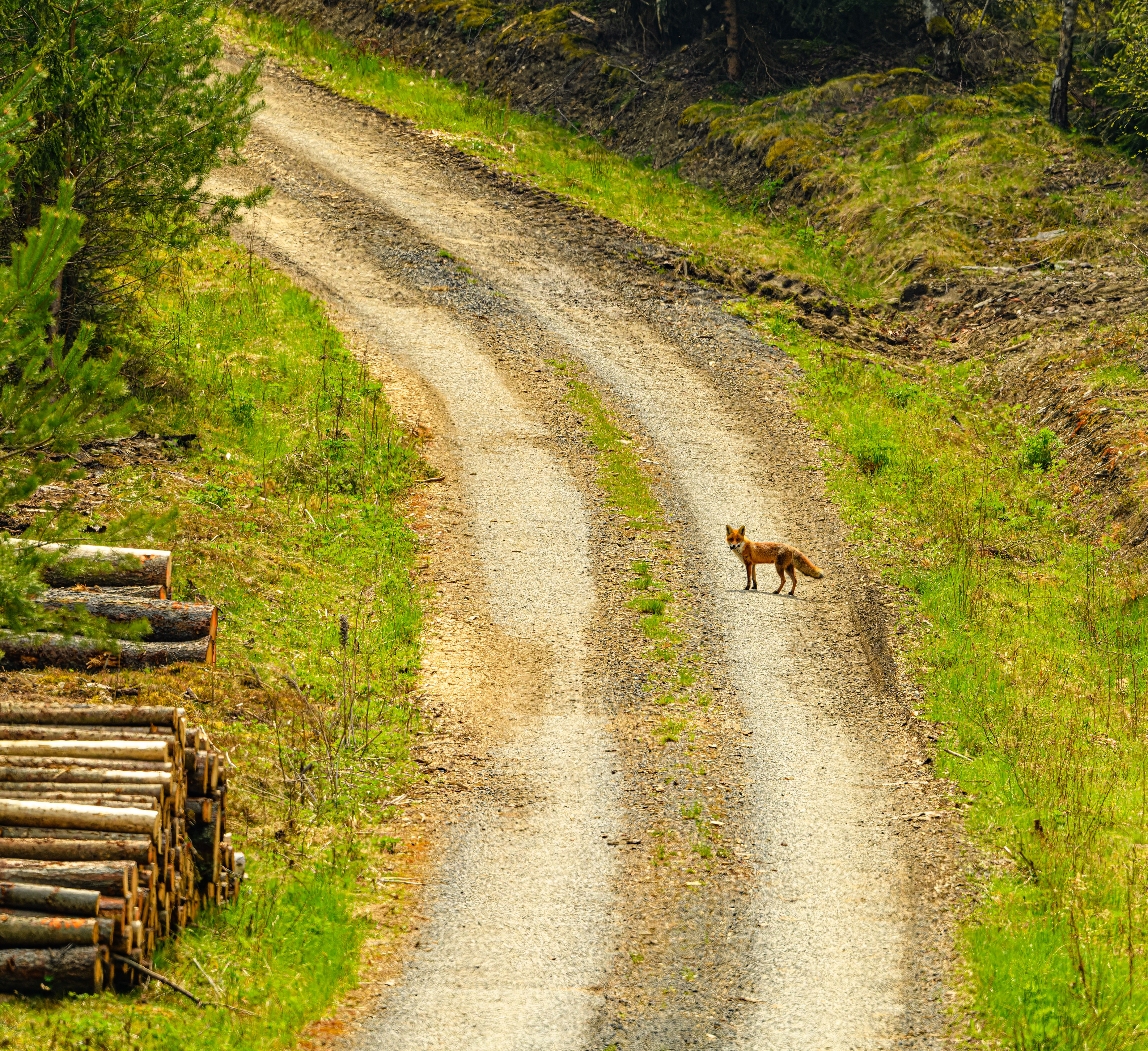 Red Fox Standing on a Rural Road · Free Stock Photo