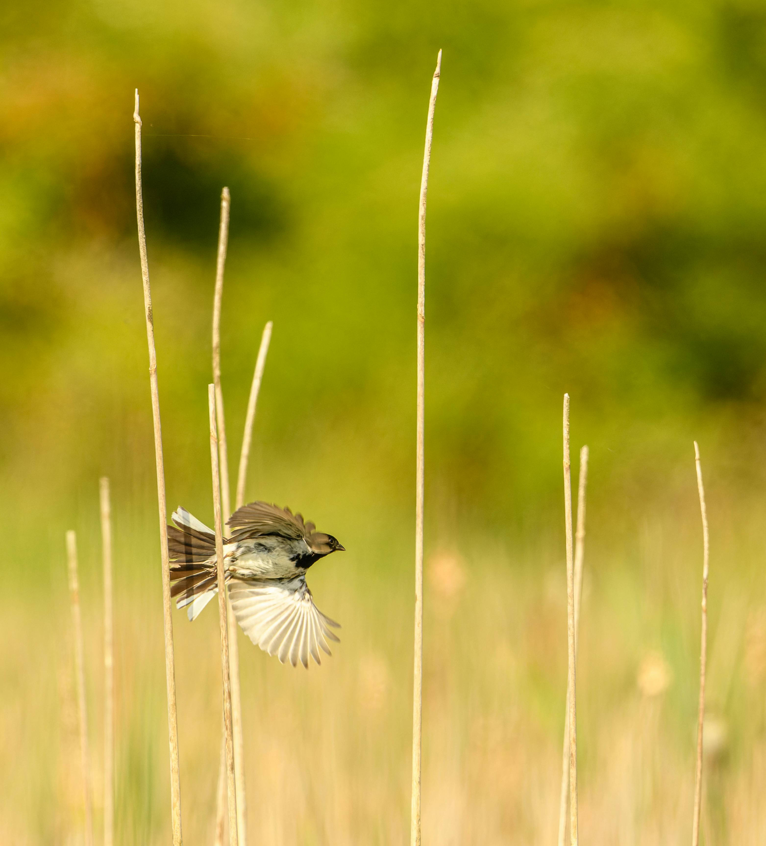 Gray Bird Flying during Daytime · Free Stock Photo