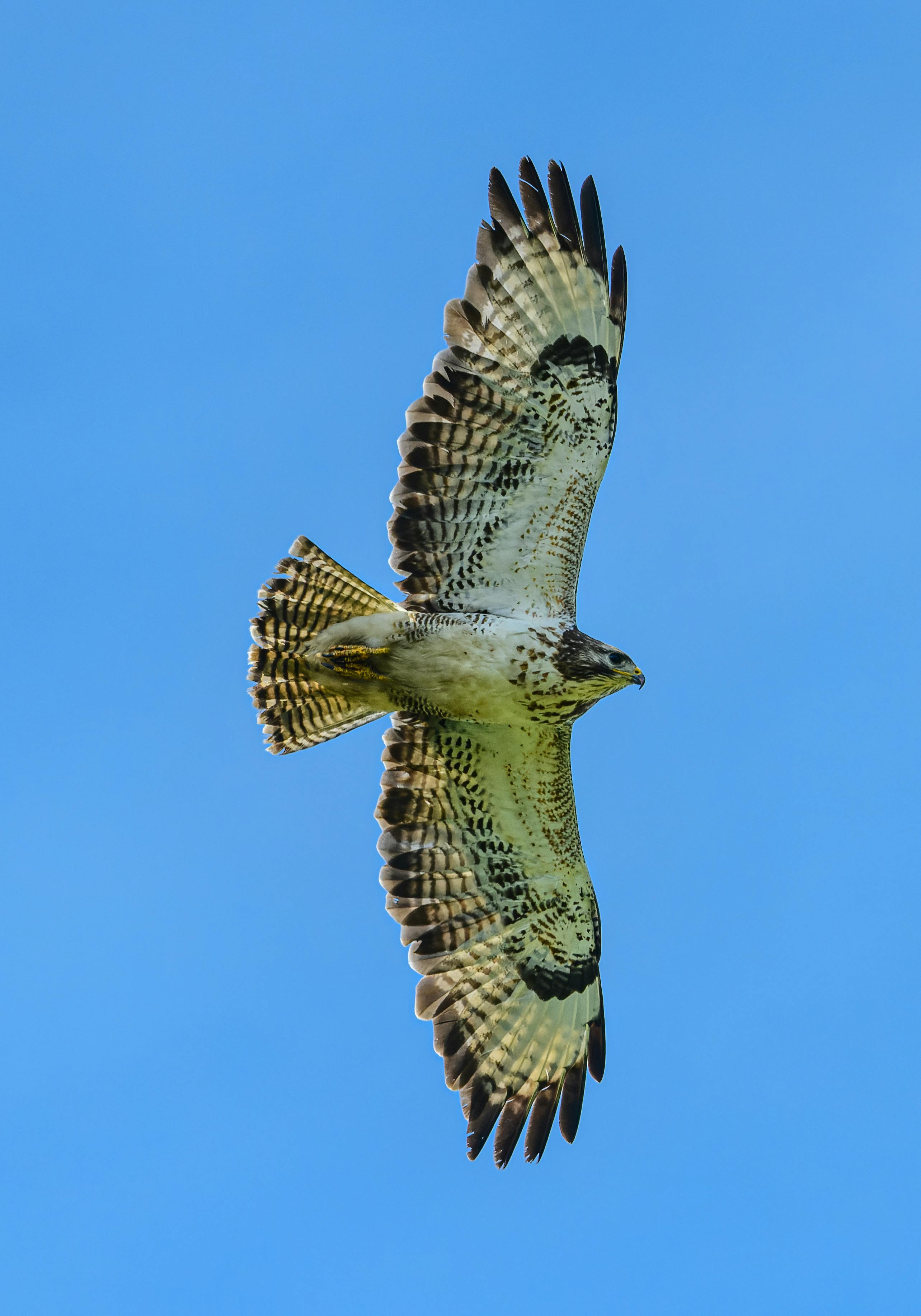 Flying Common Buzzard · Free Stock Photo