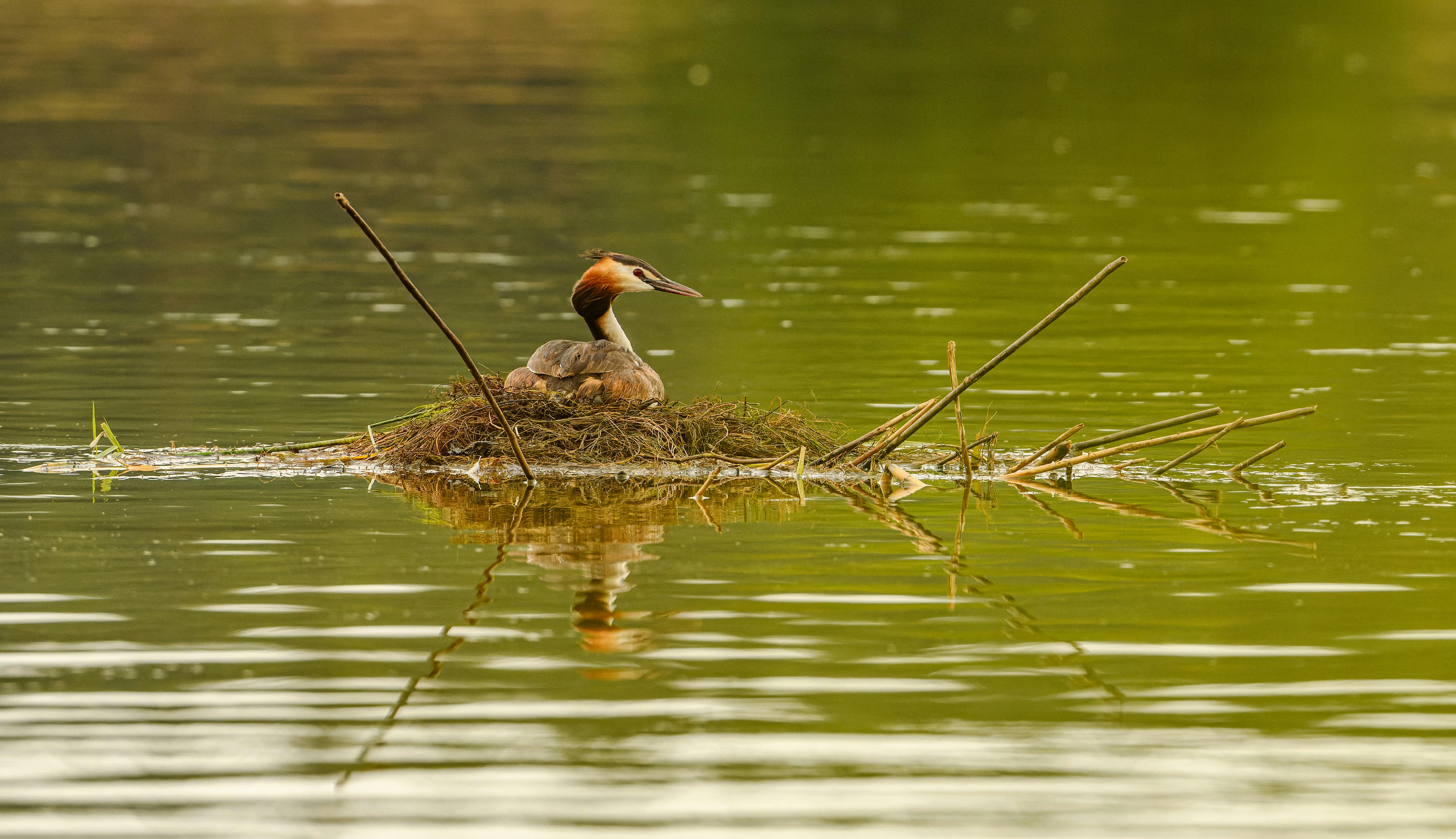 Grebe Wojskowe Photos, Download The BEST Free Grebe Wojskowe Stock ...
