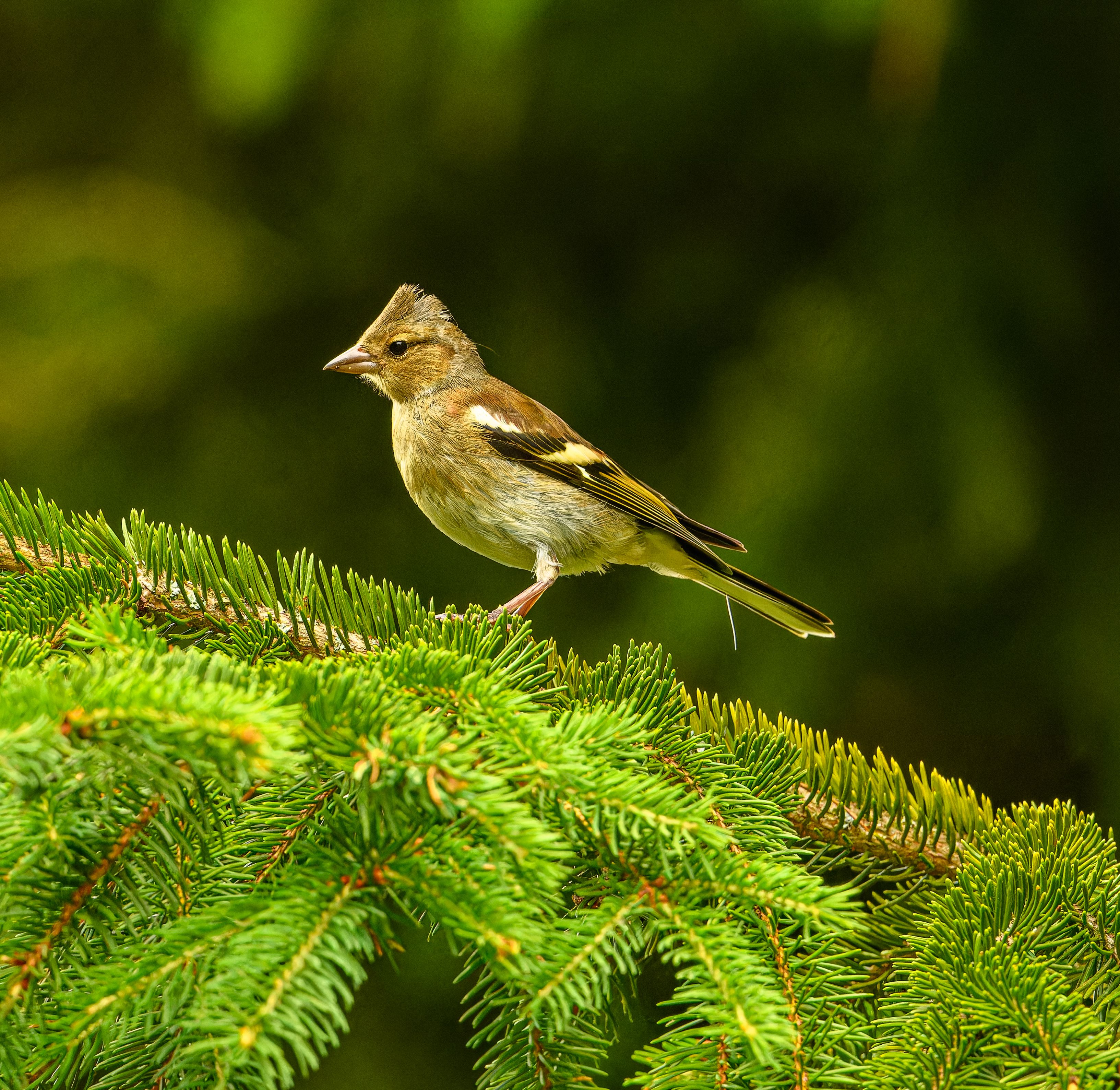 Small Redstart Sitting on Branch · Free Stock Photo