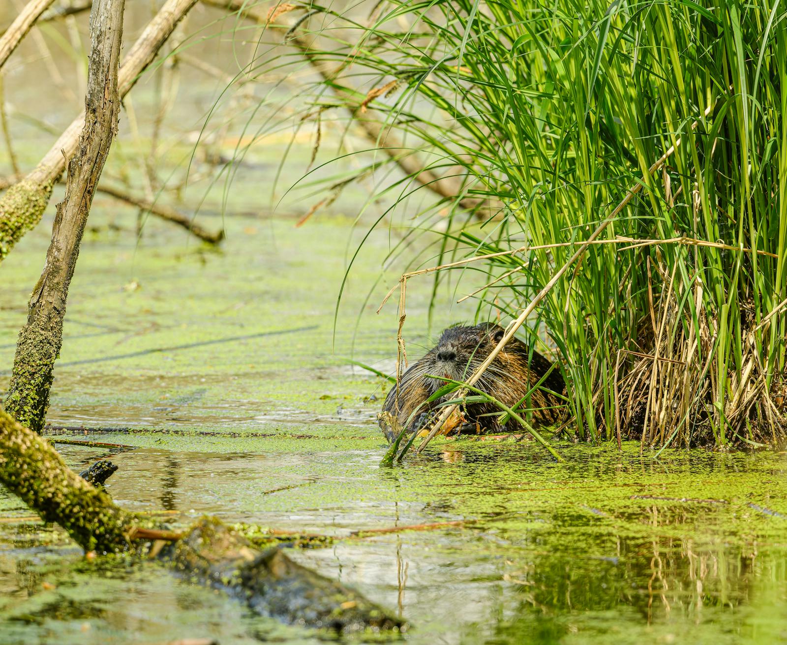 Beaver Photos, Download The BEST Free Beaver Stock Photos & HD Images