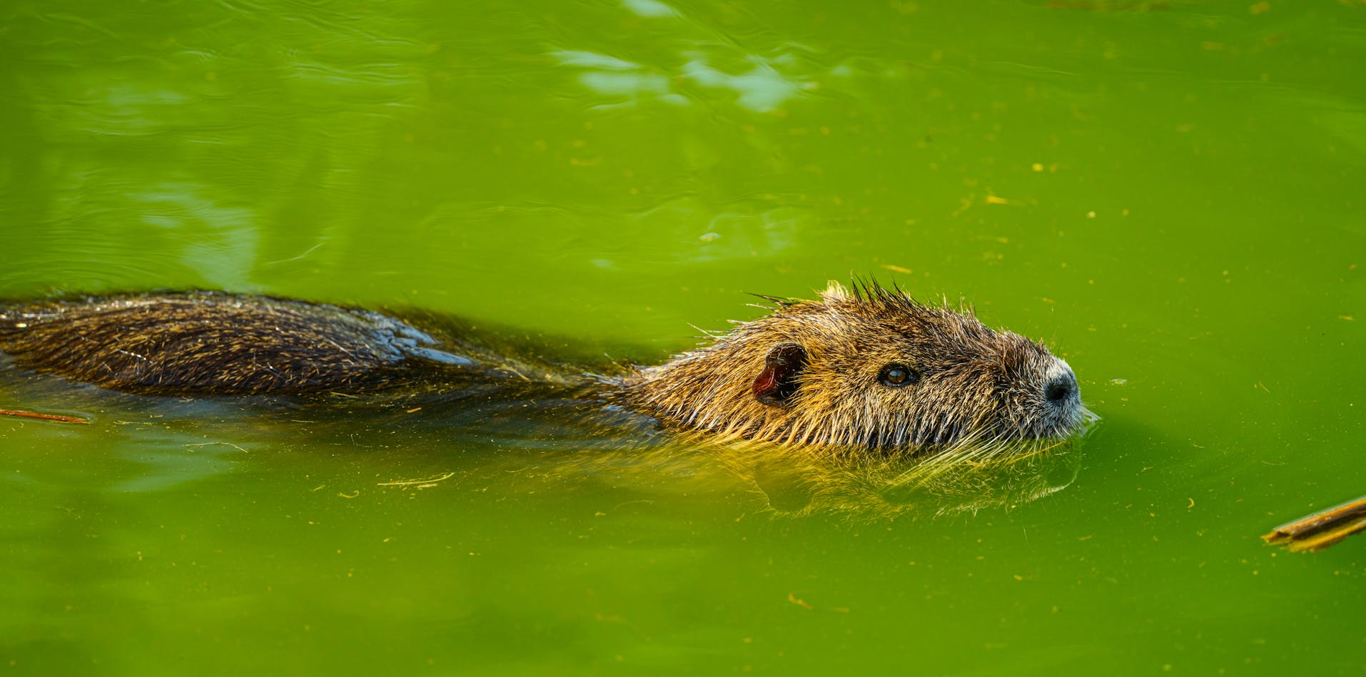 North American Beavers: Keystone Species Explained