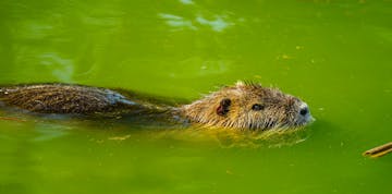 North American Beavers: Keystone Species Explained