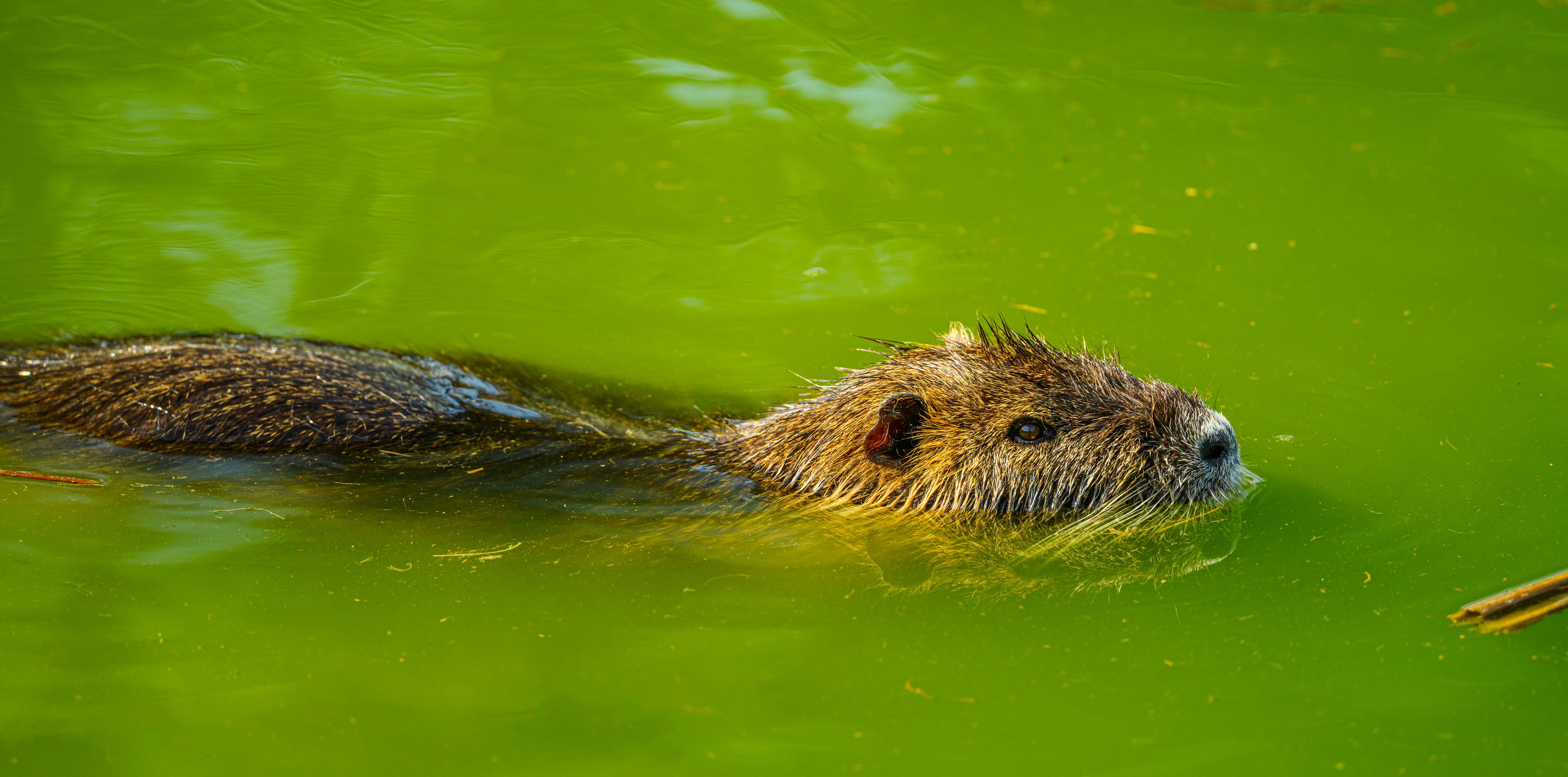 Photo gratuite de animal, castor, eau verte, humide, lac, nager, nature ...
