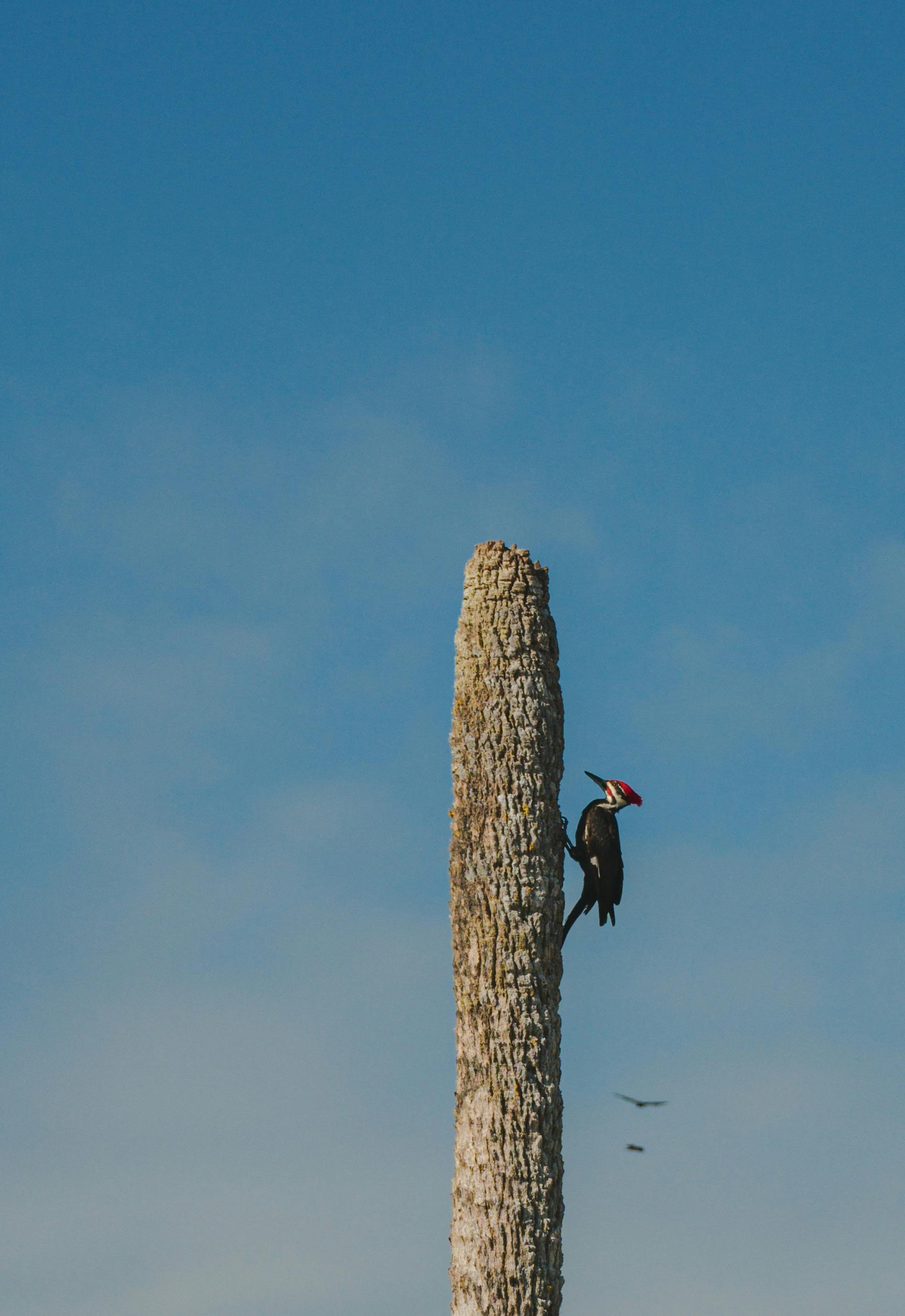 Pileated Peckerwood Photos, Download The BEST Free Pileated Peckerwood ...