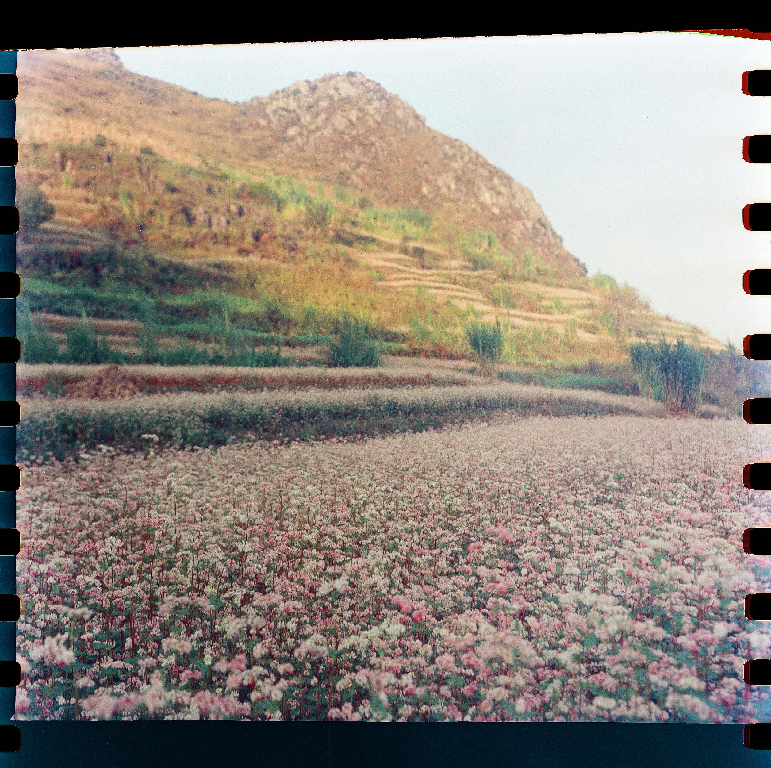 Growth of Ruby Grass · Free Stock Photo