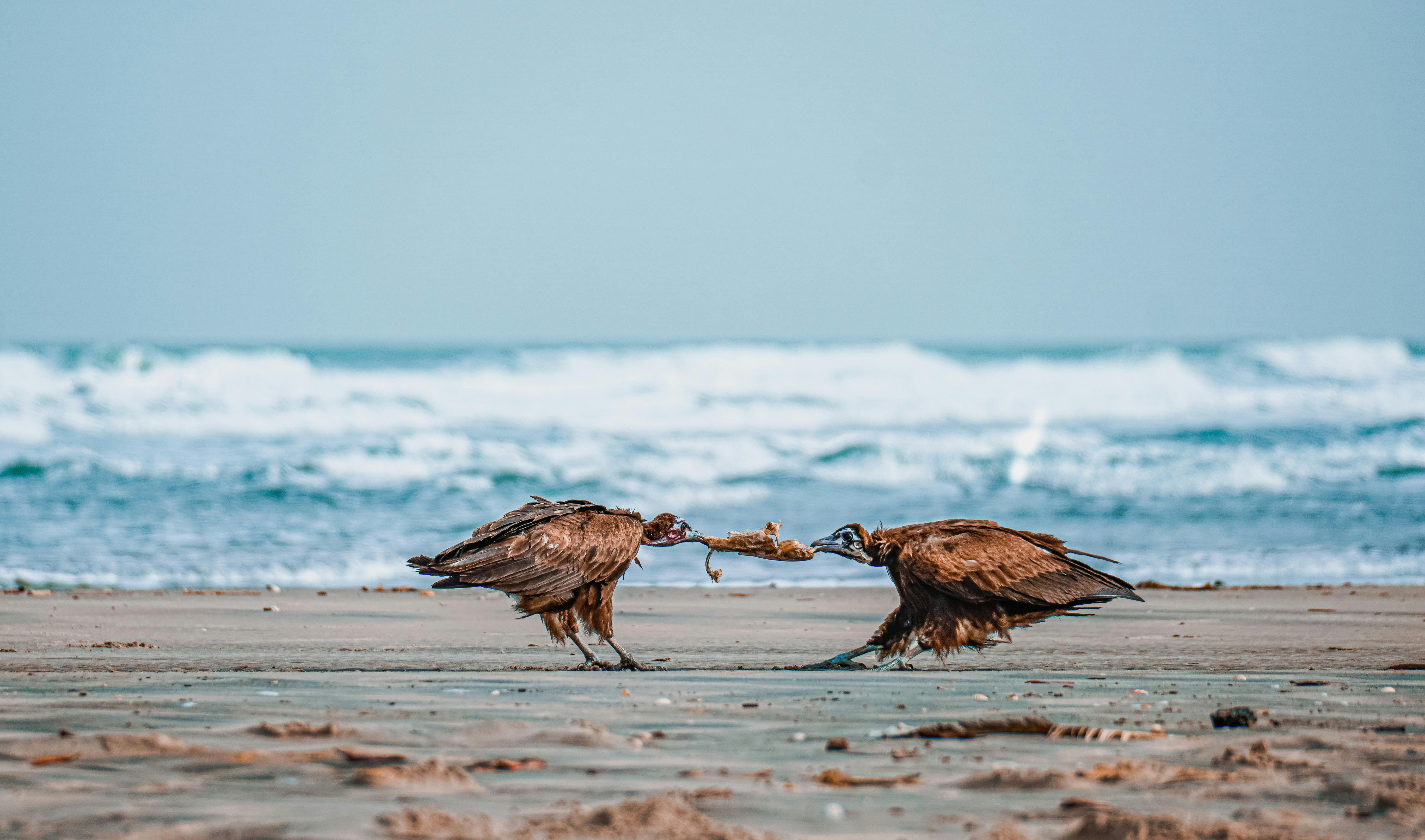 Two Birds Photos, Download The BEST Free Two Birds Stock Photos & HD Images