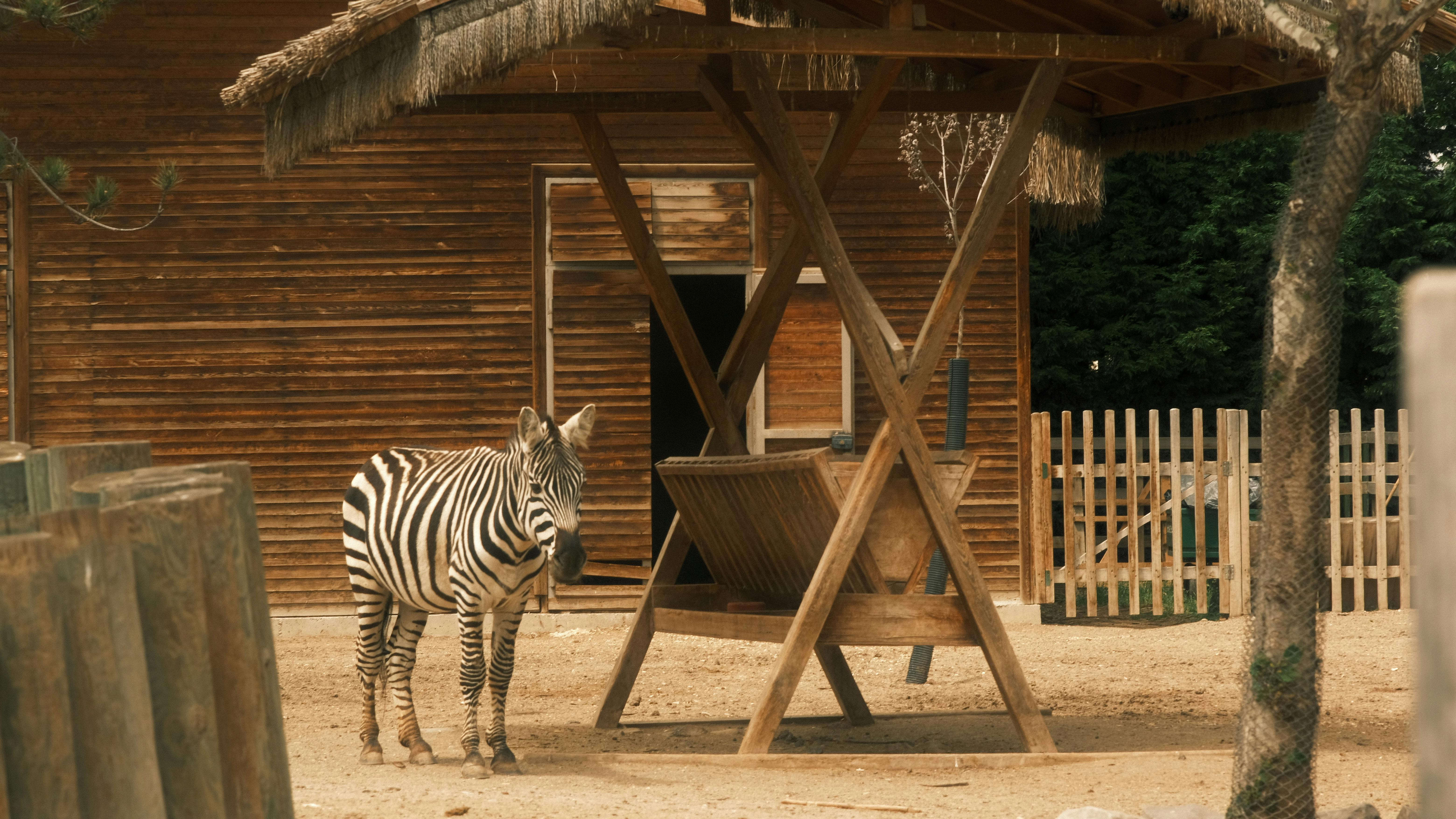 Rack De Zoo An Photos, Download The BEST Free Rack De Zoo An Stock ...