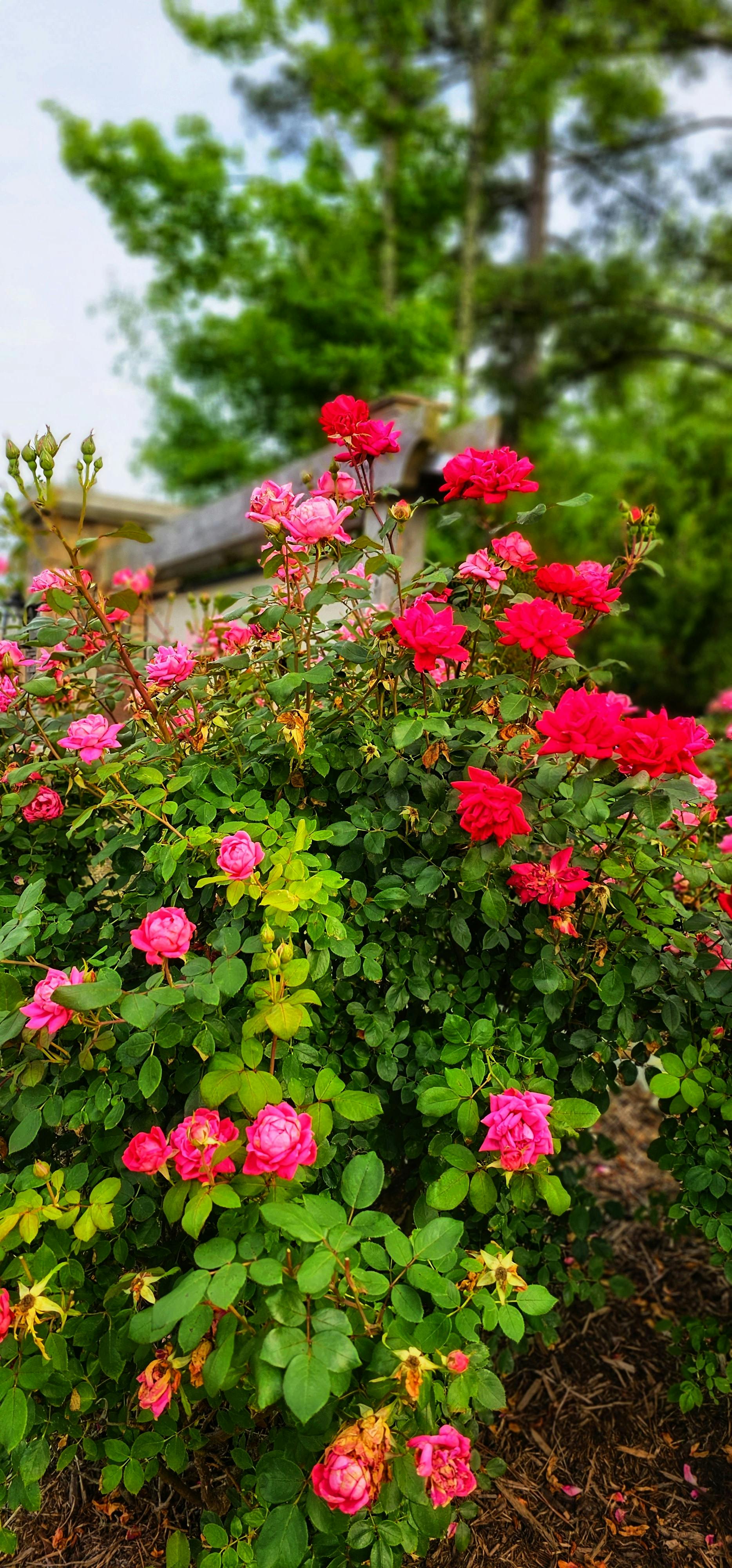 Tobin Philip Rabytfox - Photographie