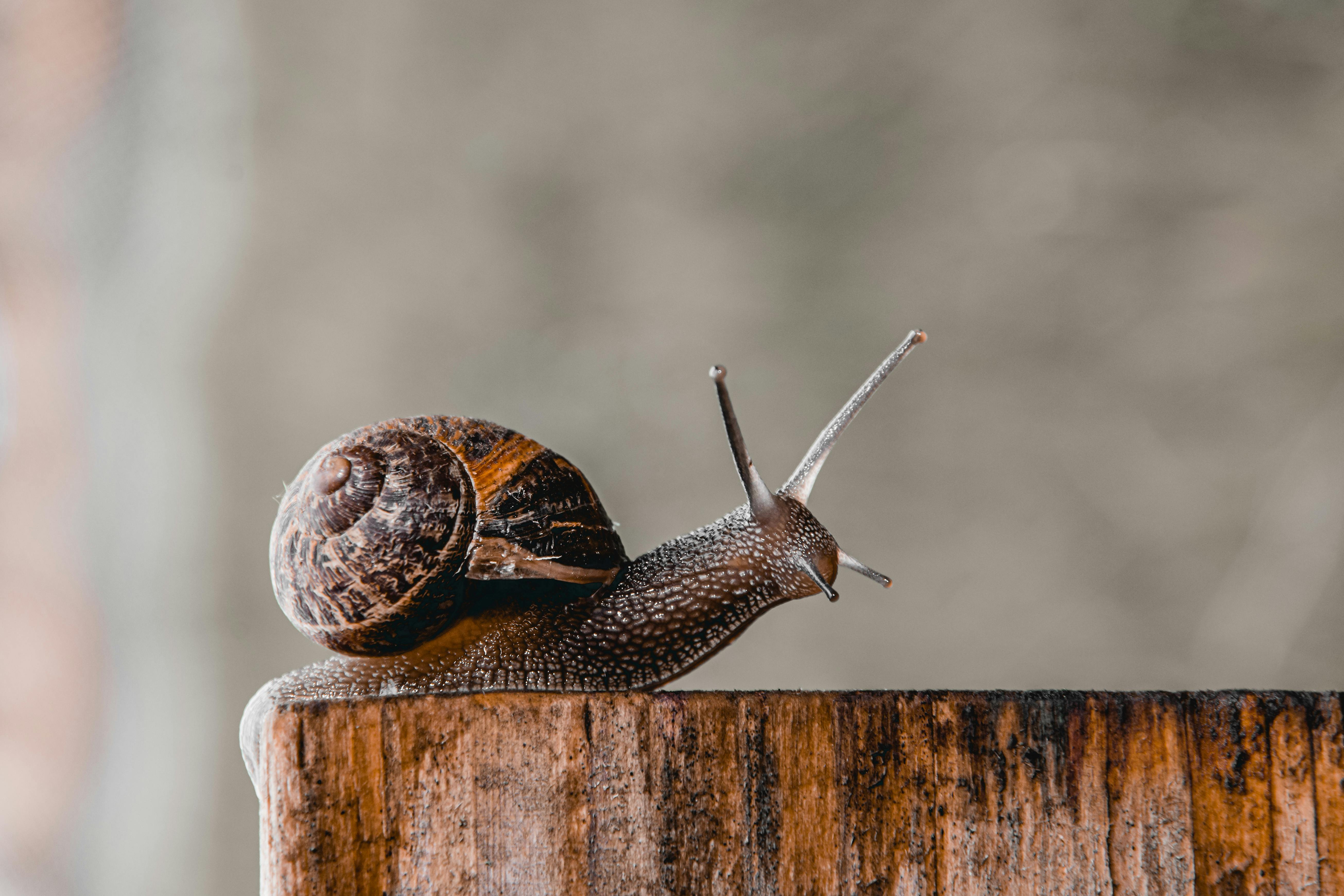 Snail on Stump · Free Stock Photo