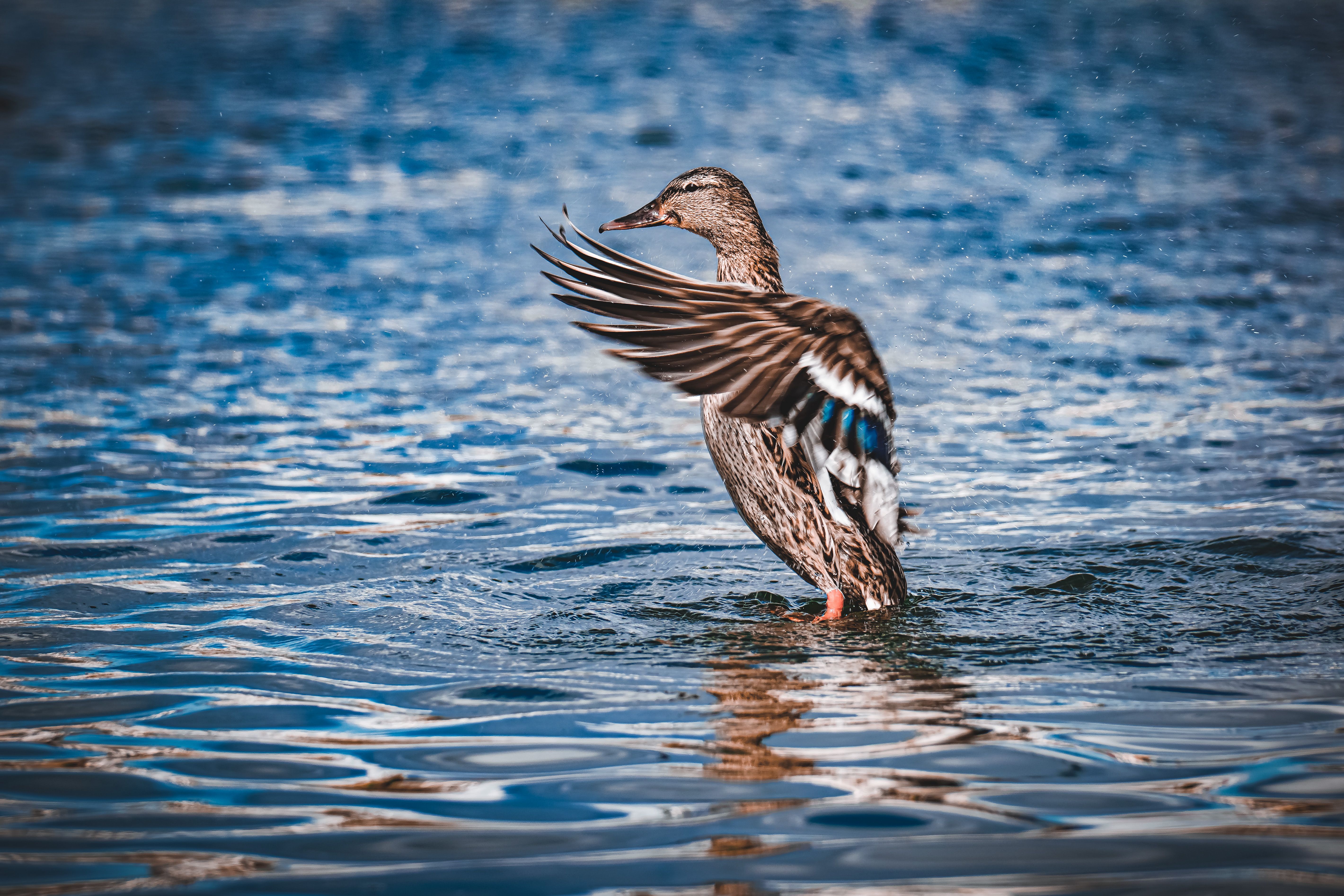 Duck over Water · Free Stock Photo