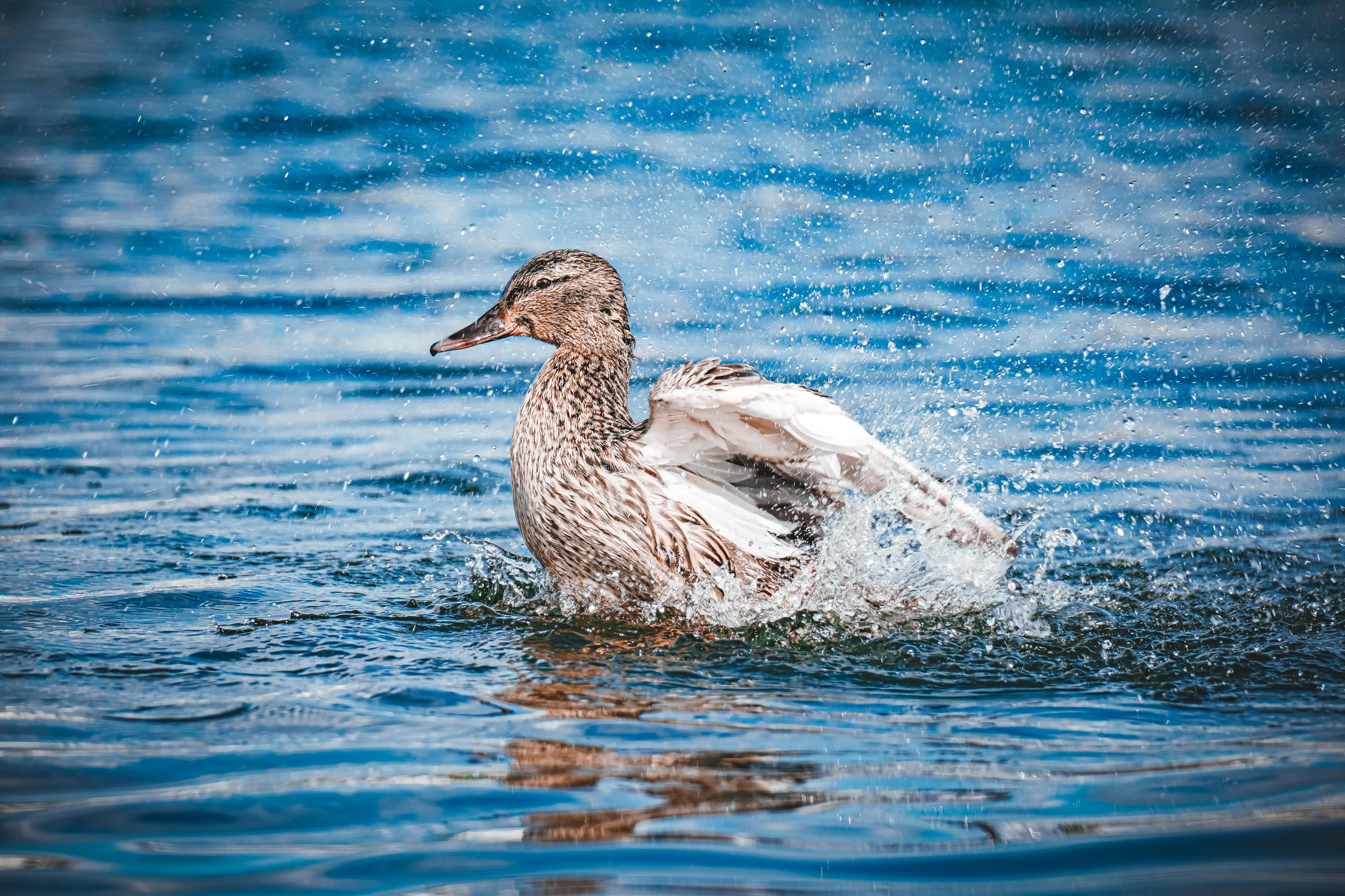 Bird Flapping Photos, Download The BEST Free Bird Flapping Stock Photos ...