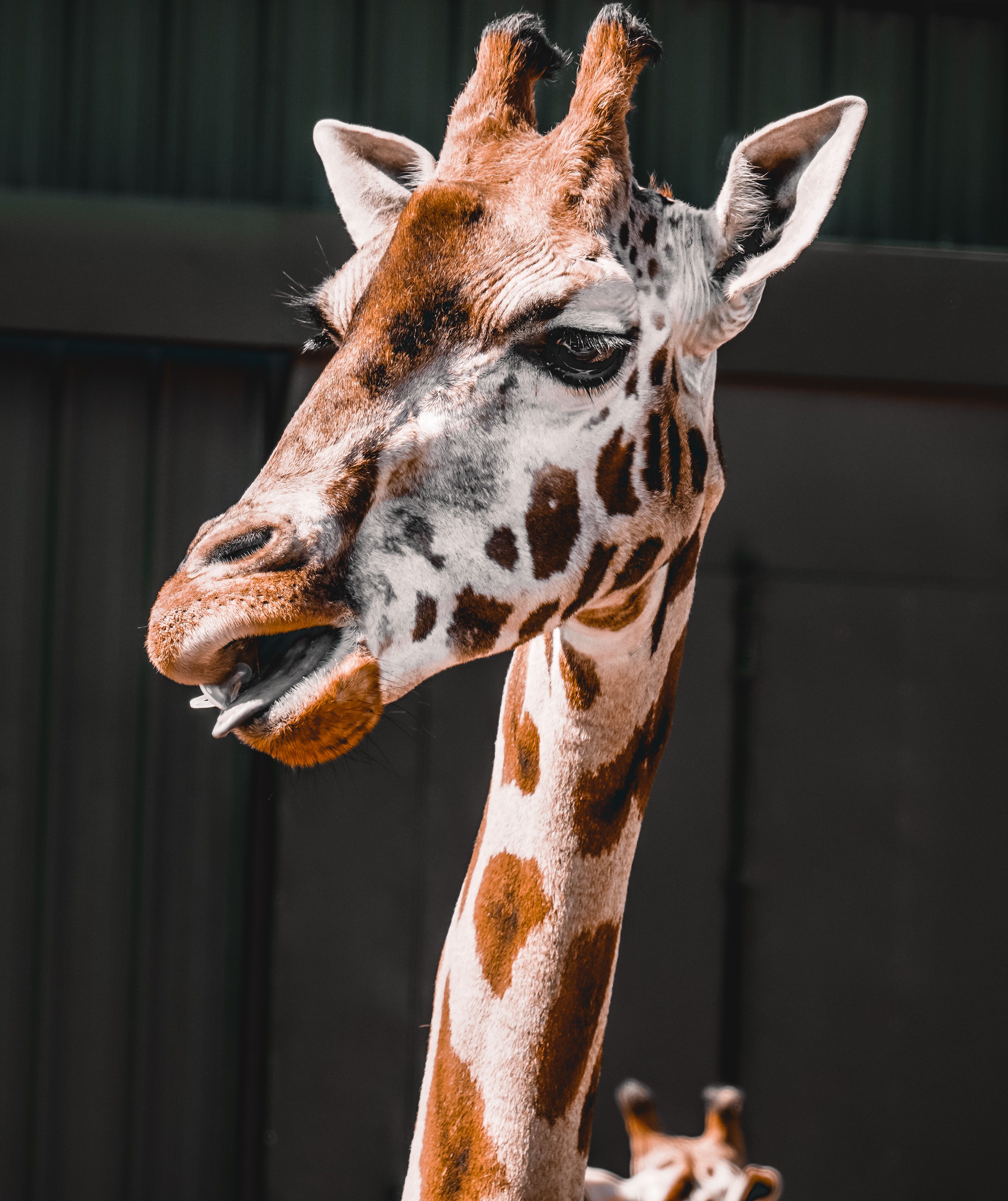 Giraffe Chewing Photos, Download The BEST Free Giraffe Chewing Stock ...