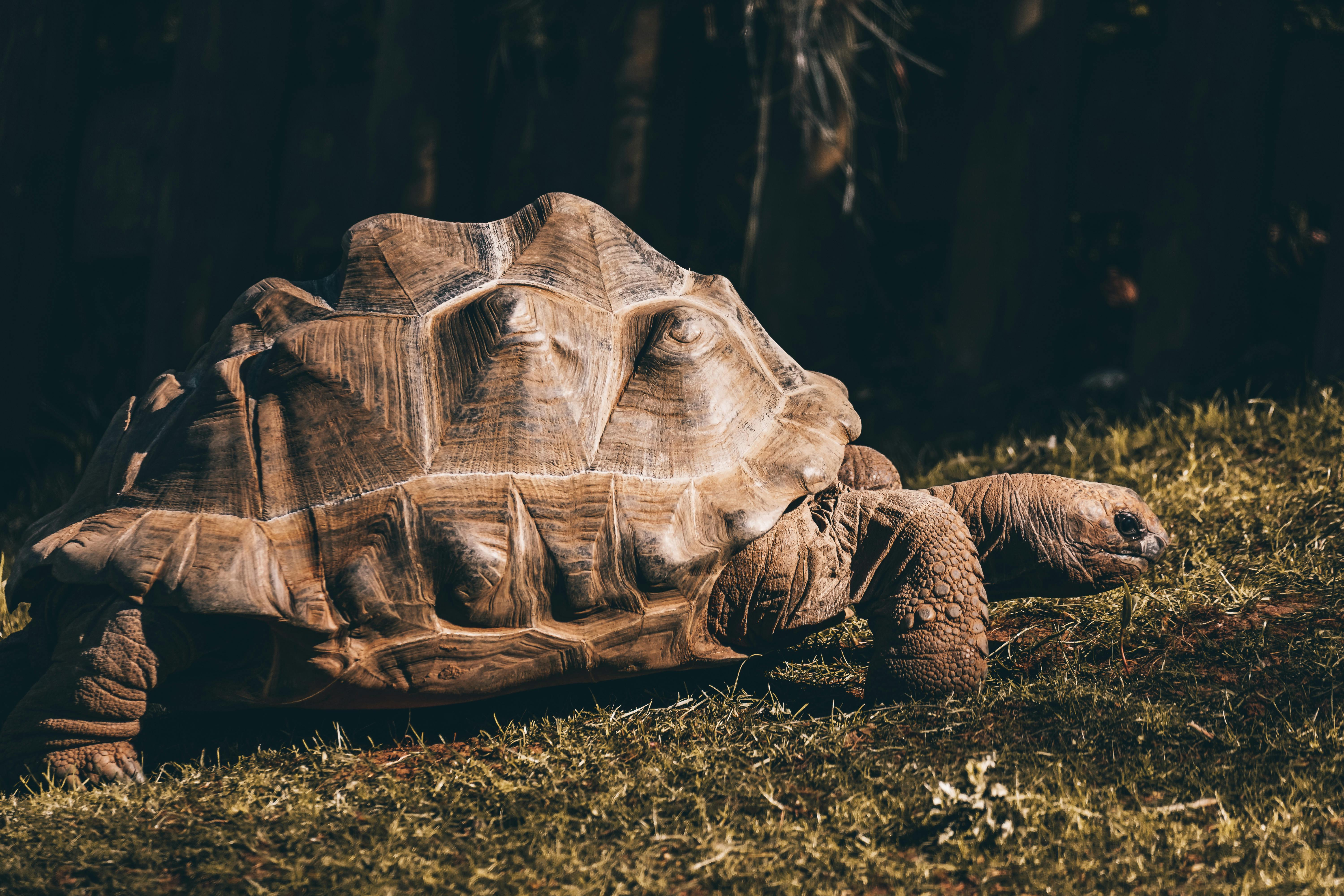 Gopher Tortoise Burrow Photos, Download The BEST Free Gopher Tortoise ...