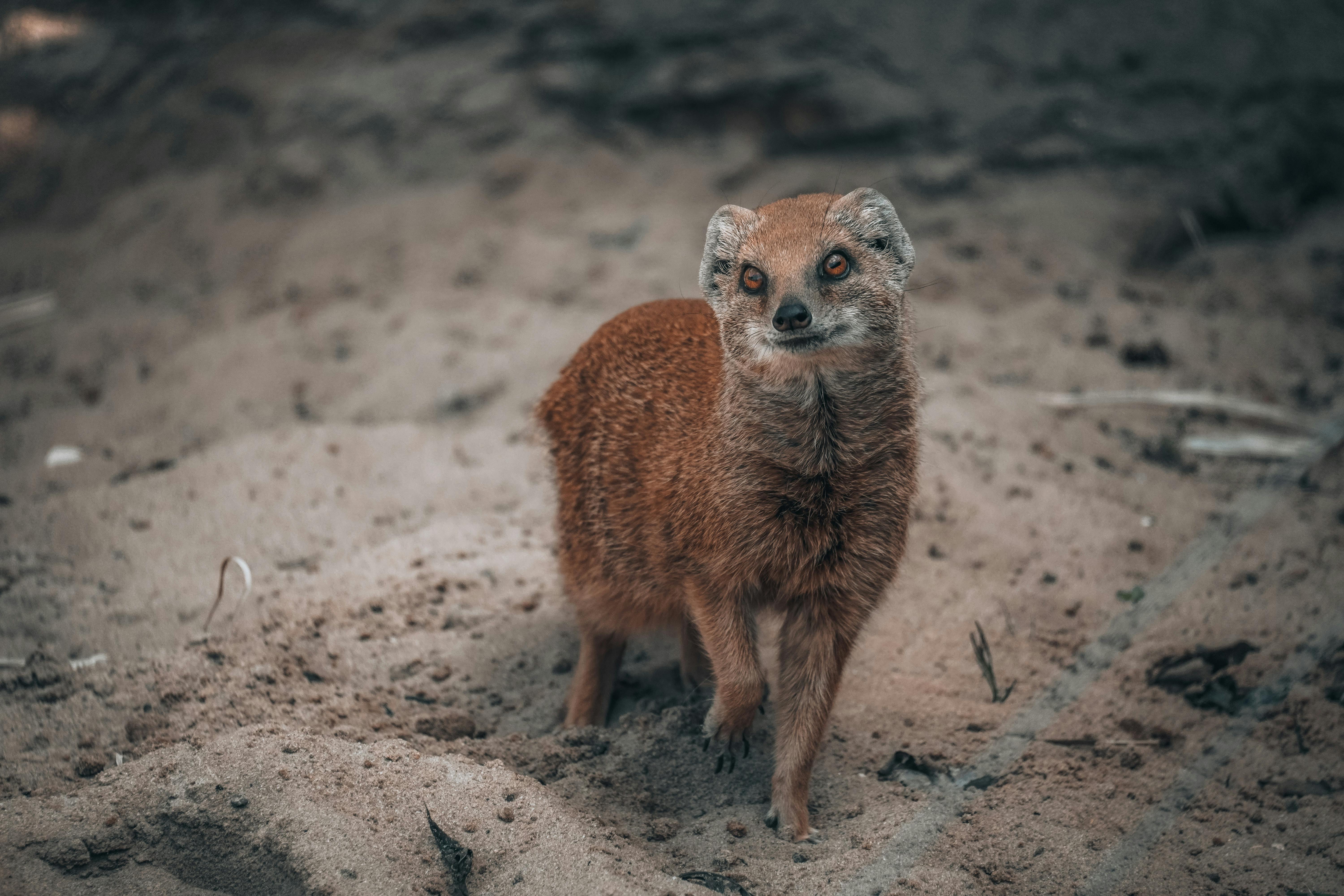 Yellow Mongoose Standing in Sand · Free Stock Photo