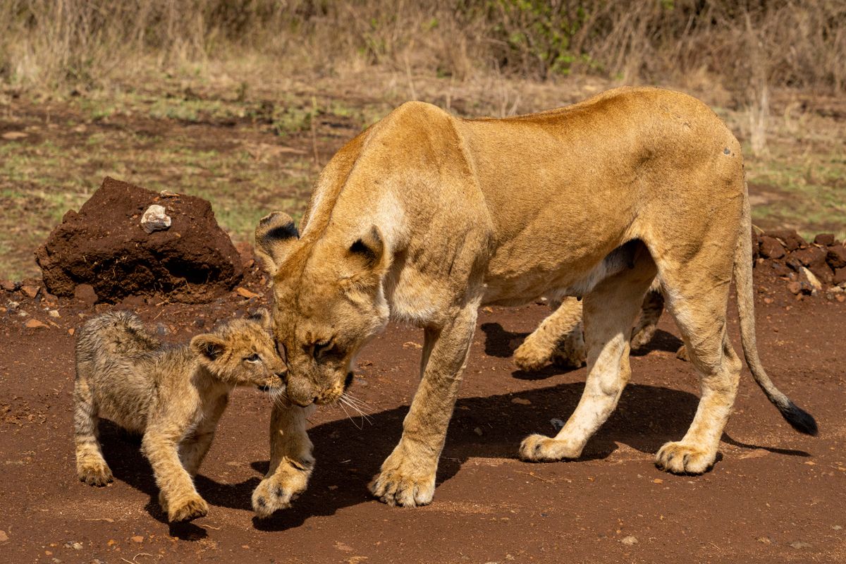 Lion In The Wild Photos, Download The BEST Free Lion In The Wild Stock ...