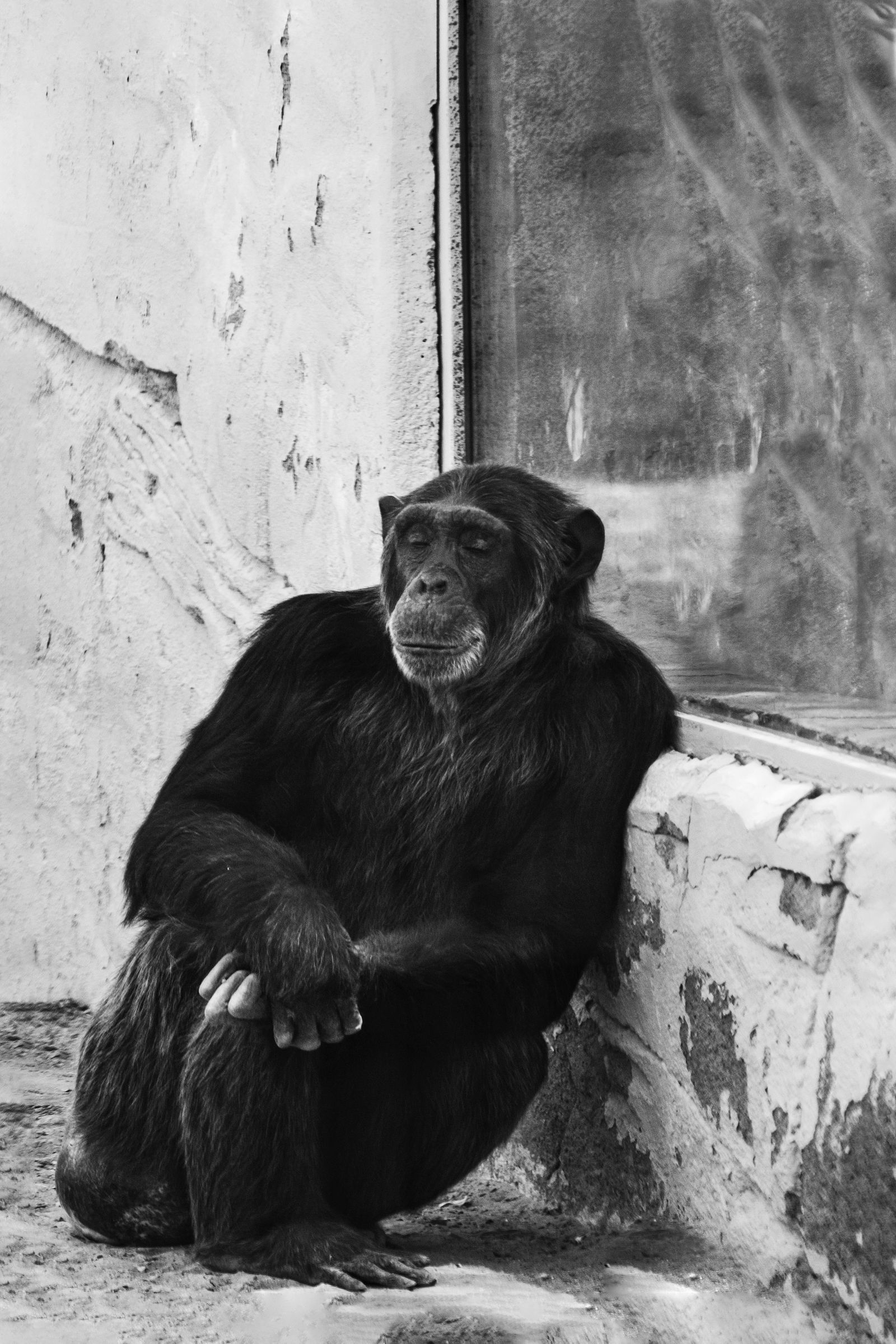 Chimp Photos, Download The BEST Free Chimp Stock Photos & HD Images