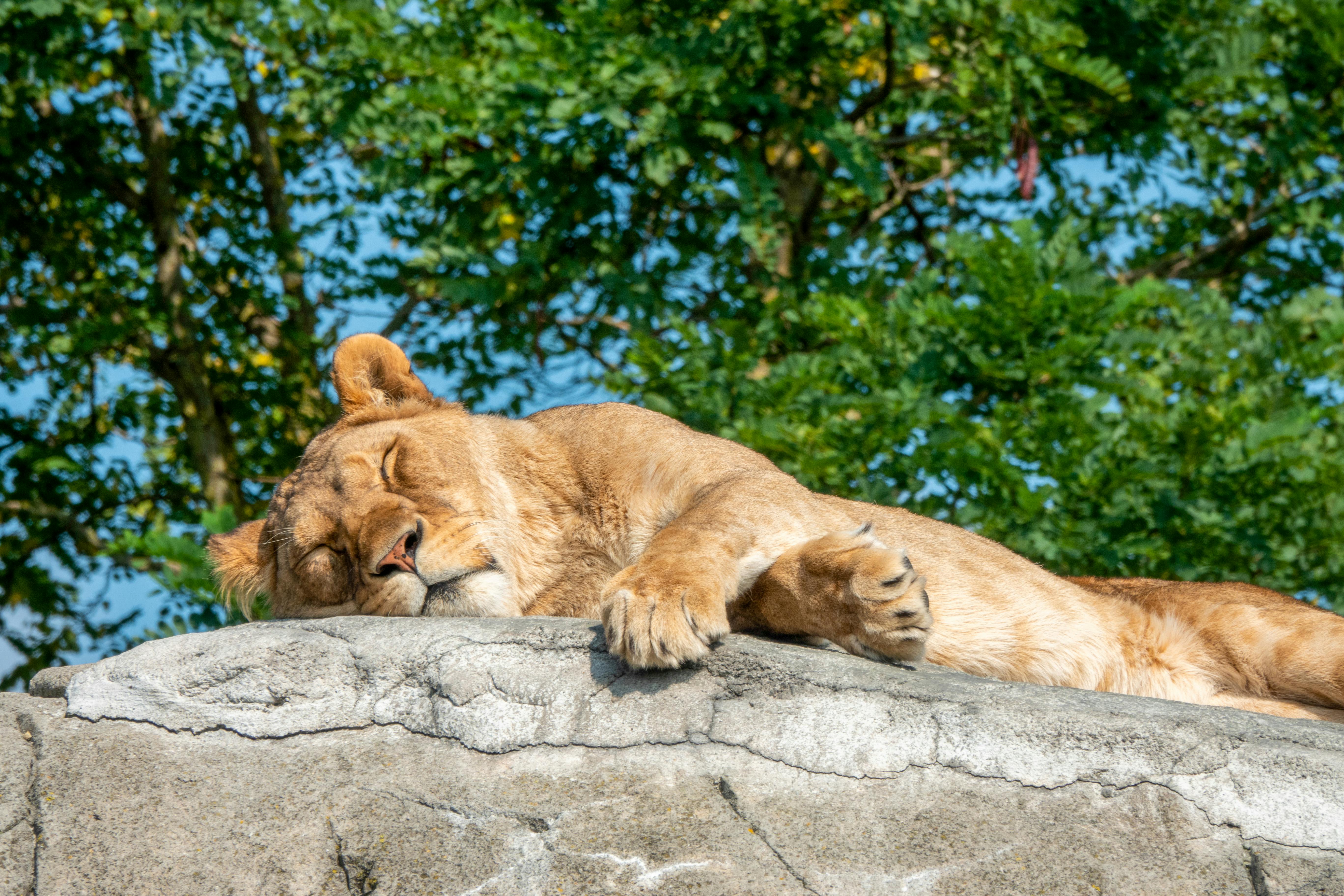 Lioness Sleeping on a Concrete Wall · Free Stock Photo