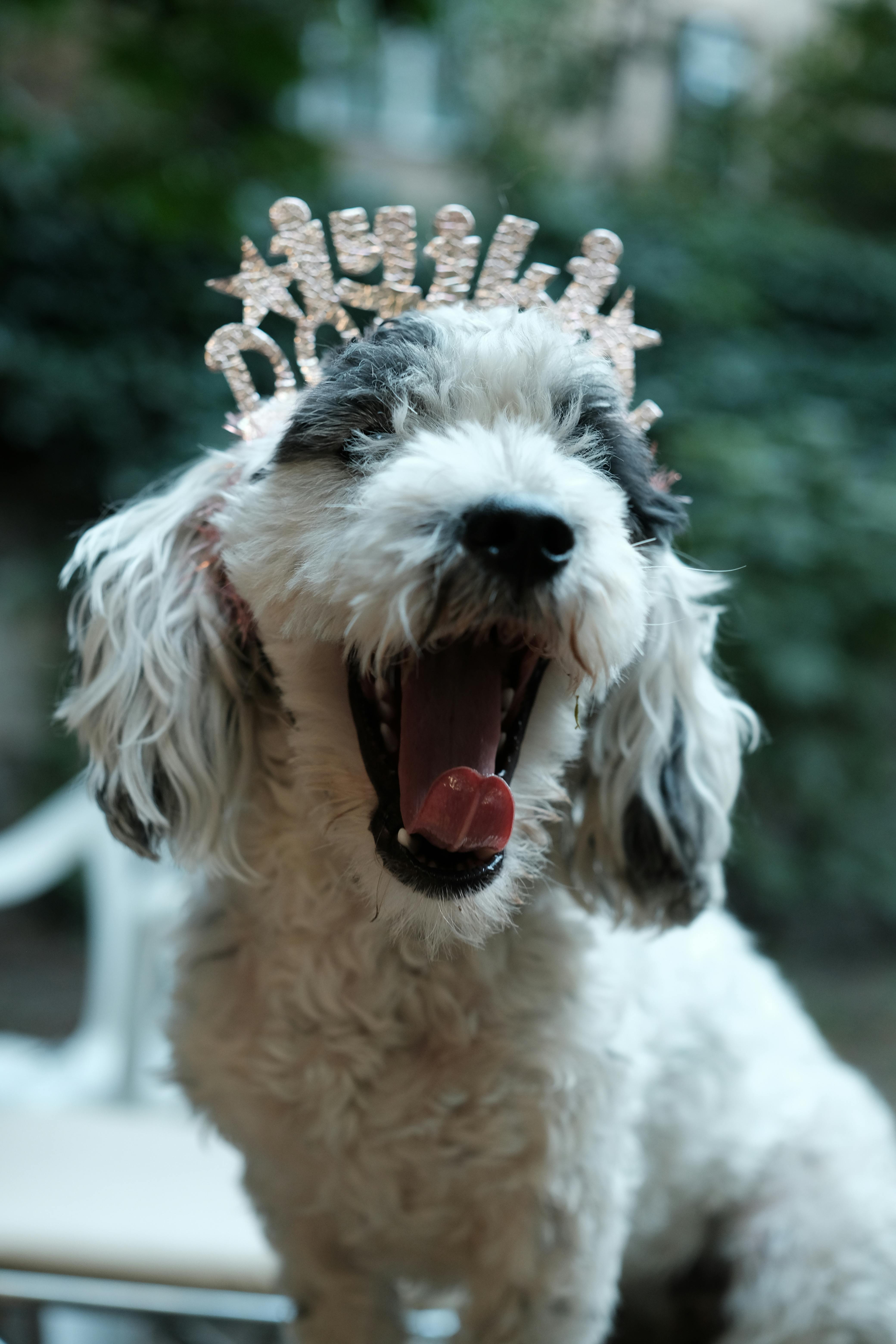 Dog With Crown Photos, Download The BEST Free Dog With Crown Stock ...