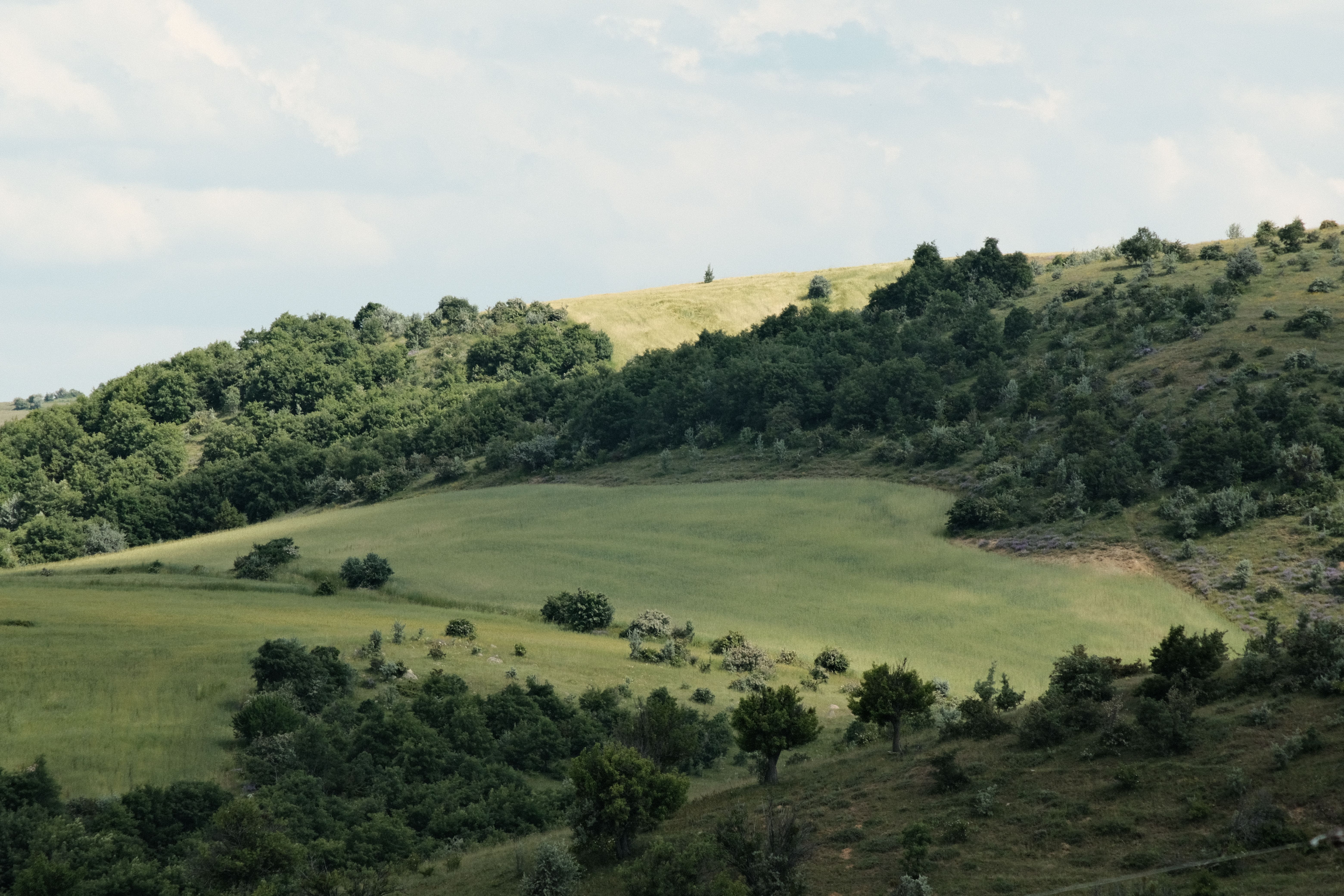 Rural Landscape of a Hill with Trees · Free Stock Photo
