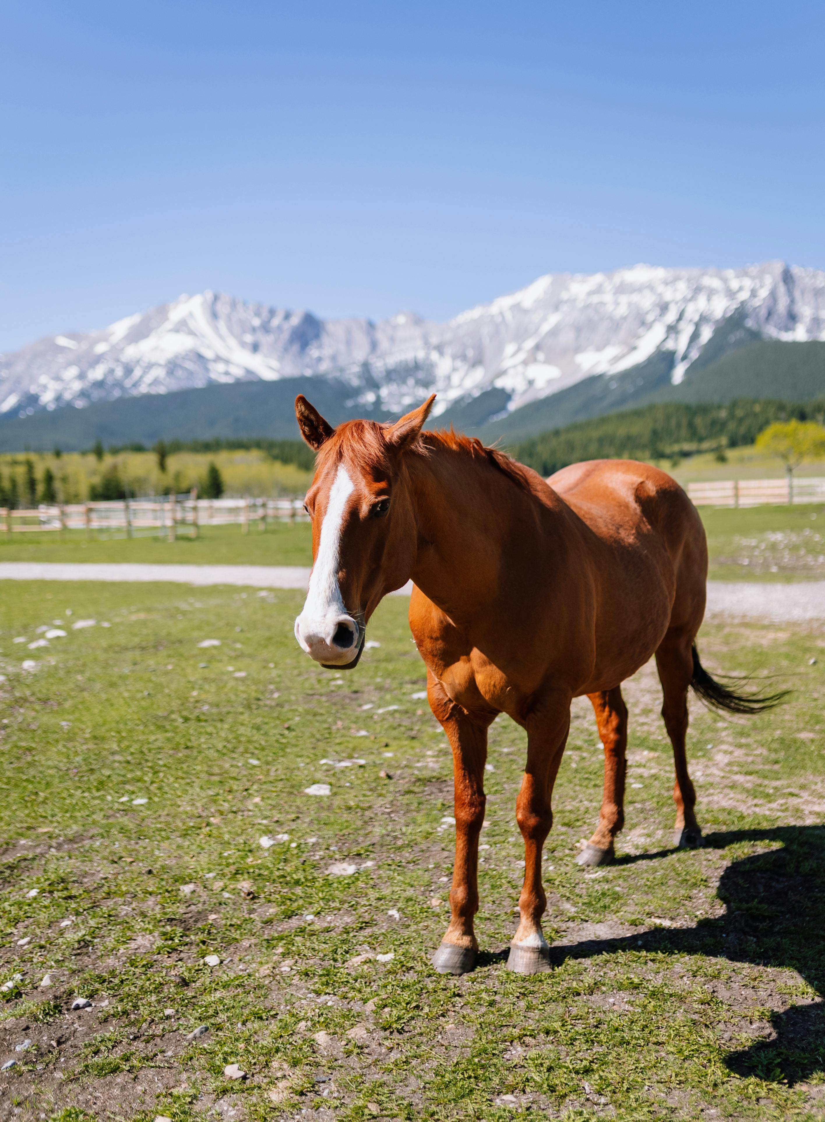 Back View of Horse · Free Stock Photo
