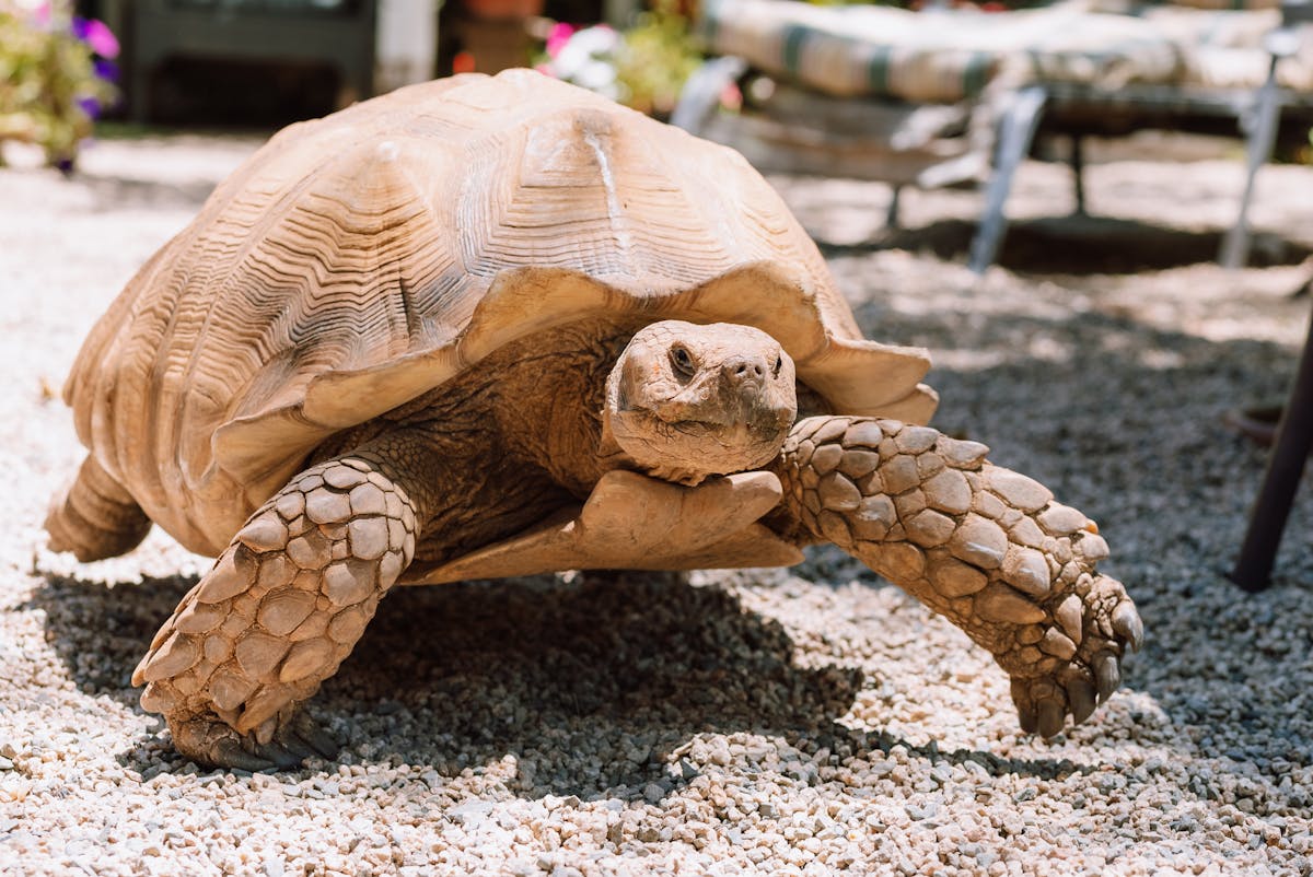 Turtle Wallpaper Photos, Download The BEST Free Turtle Wallpaper Stock ...