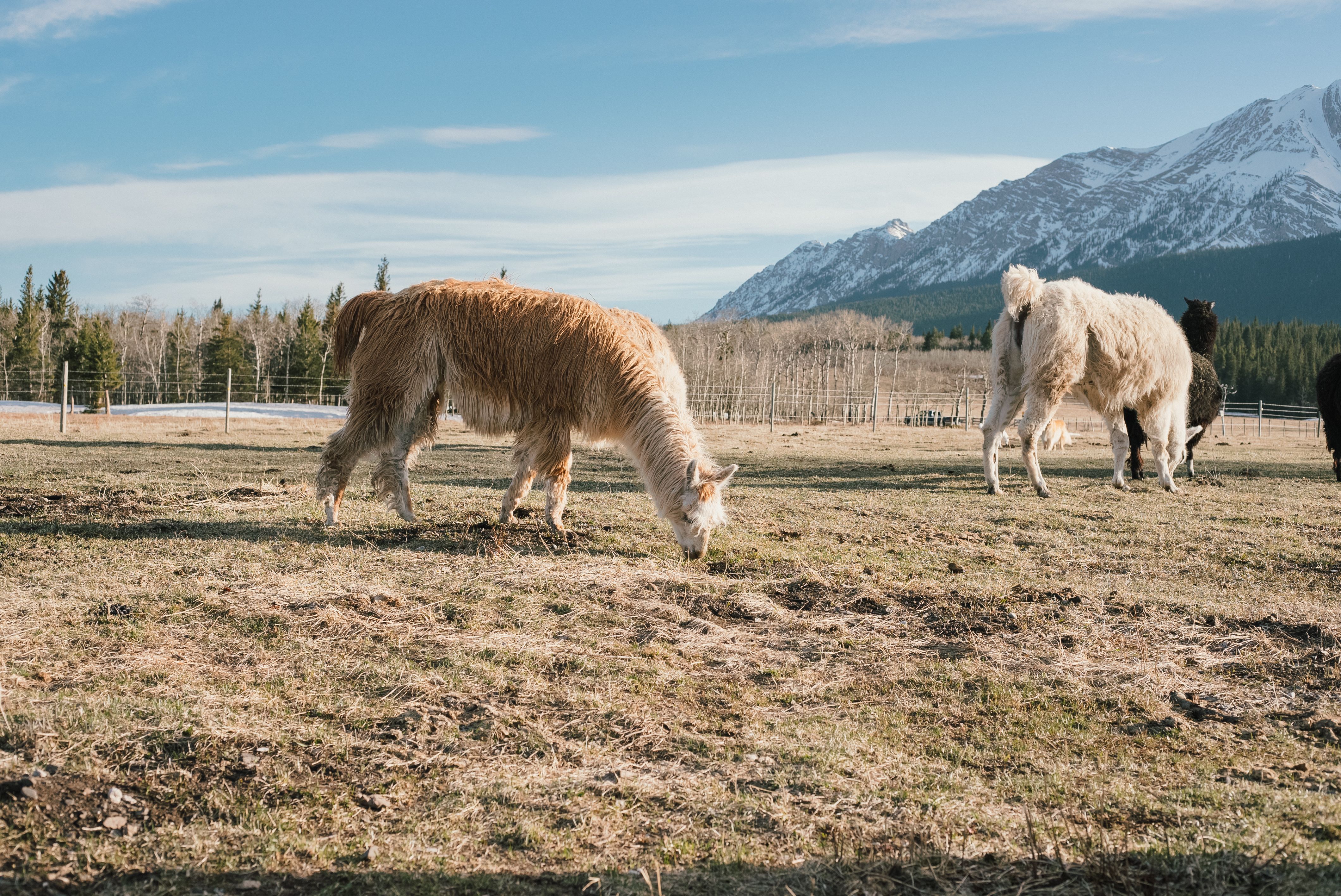 Llamas on Pasture · Free Stock Photo