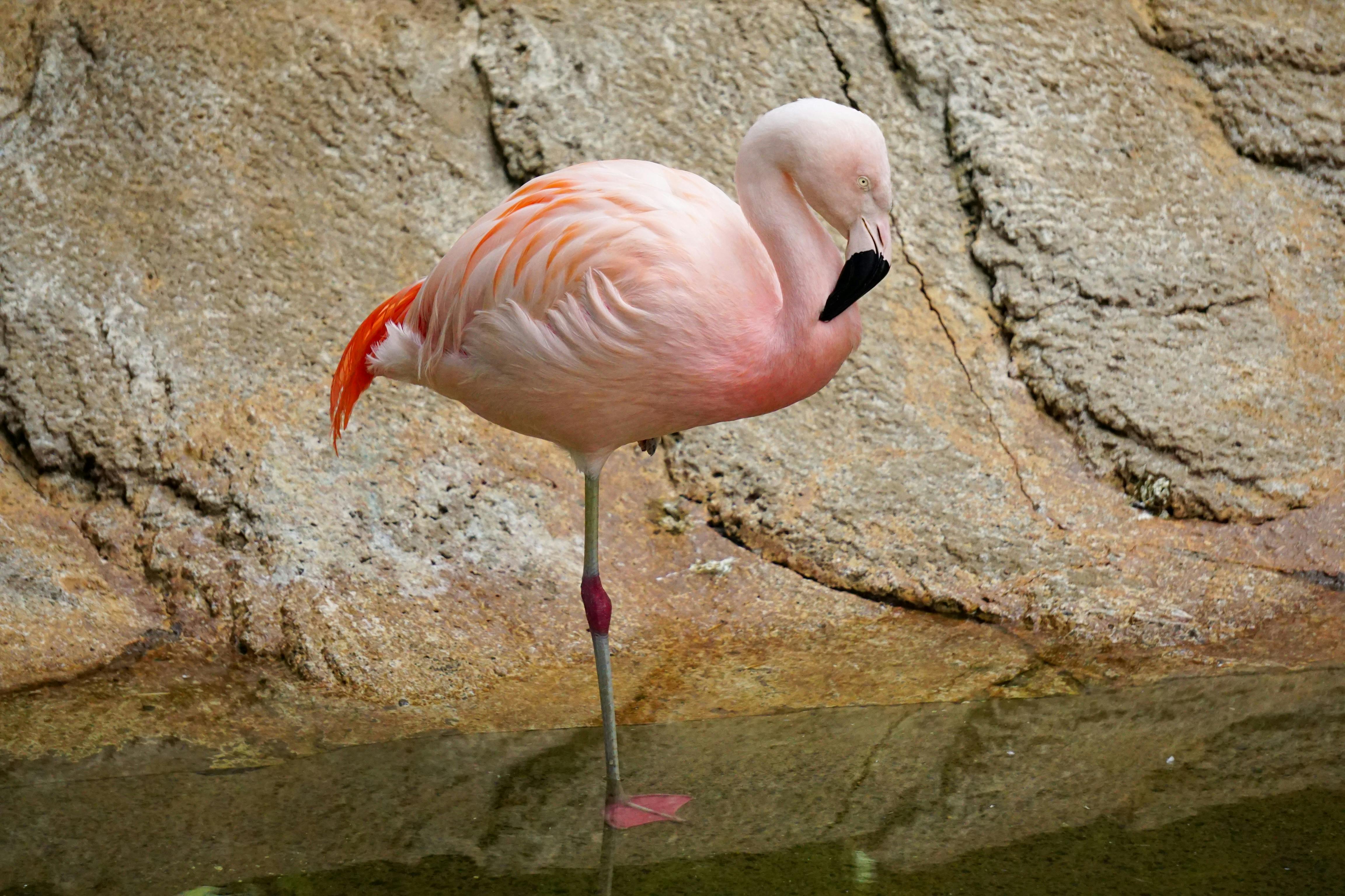 White Long Neck Bird · Free Stock Photo