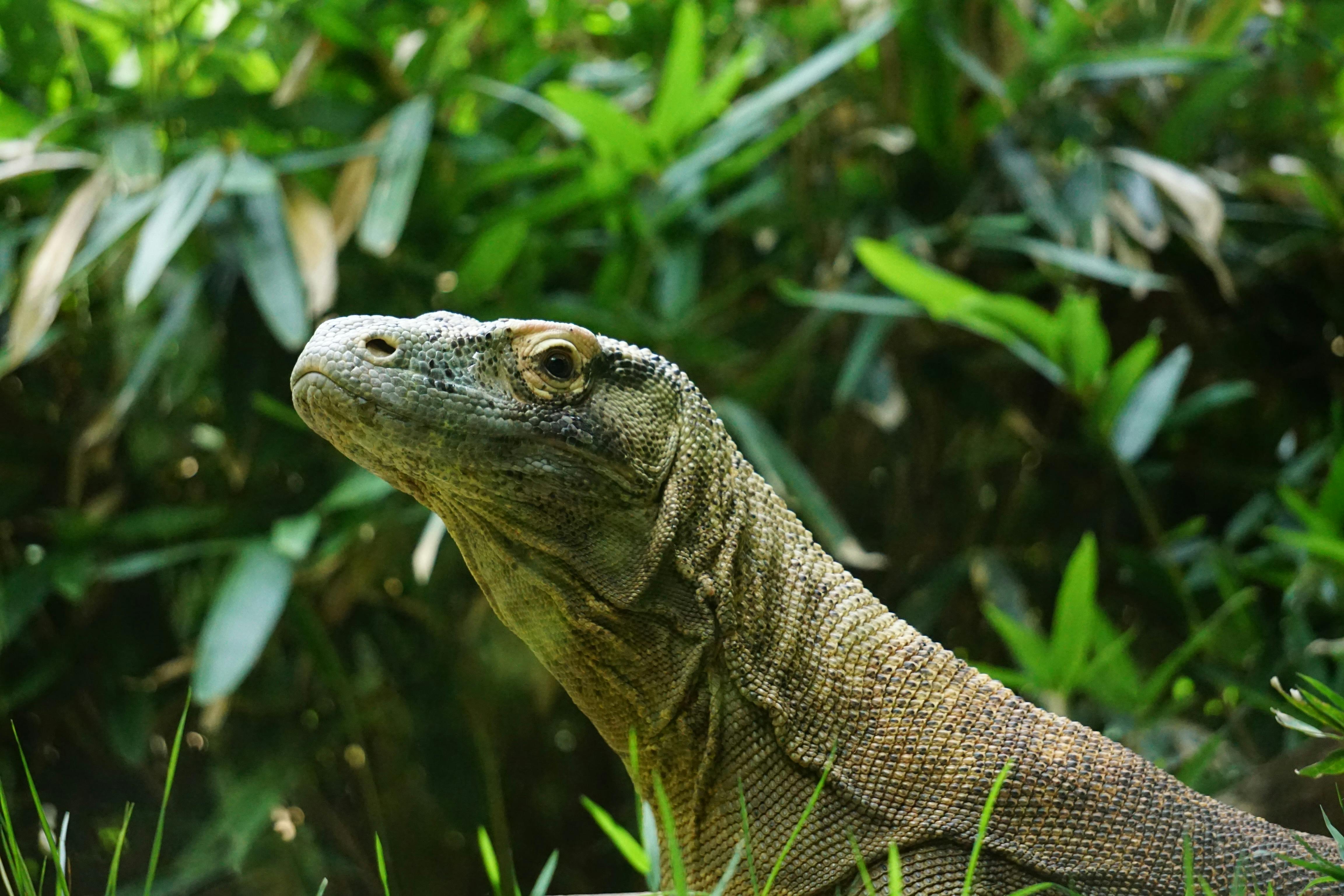 Grey Komodo Dragon · Free Stock Photo