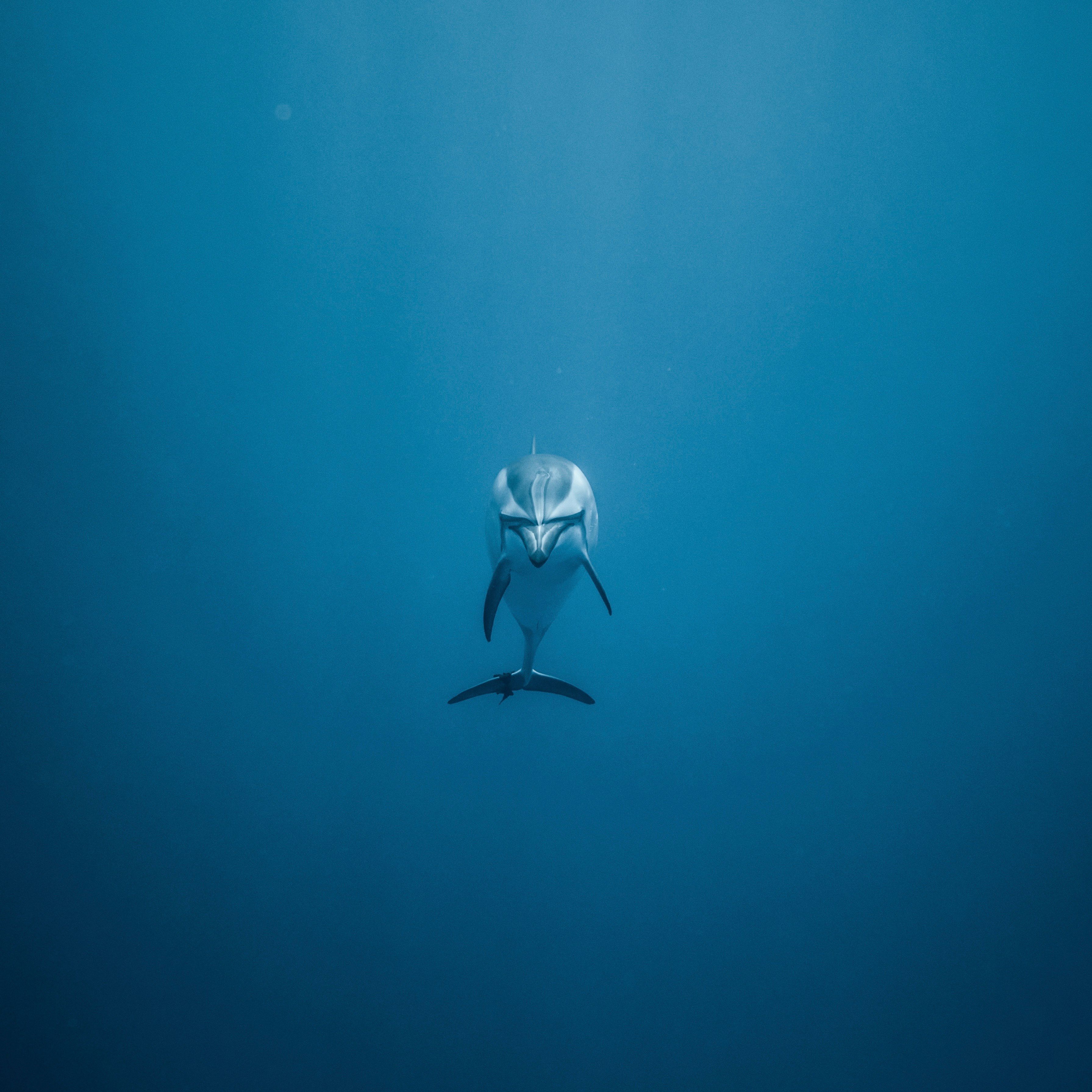 Whale Shark Wallpaper Photos, Download The BEST Free Whale Shark ...