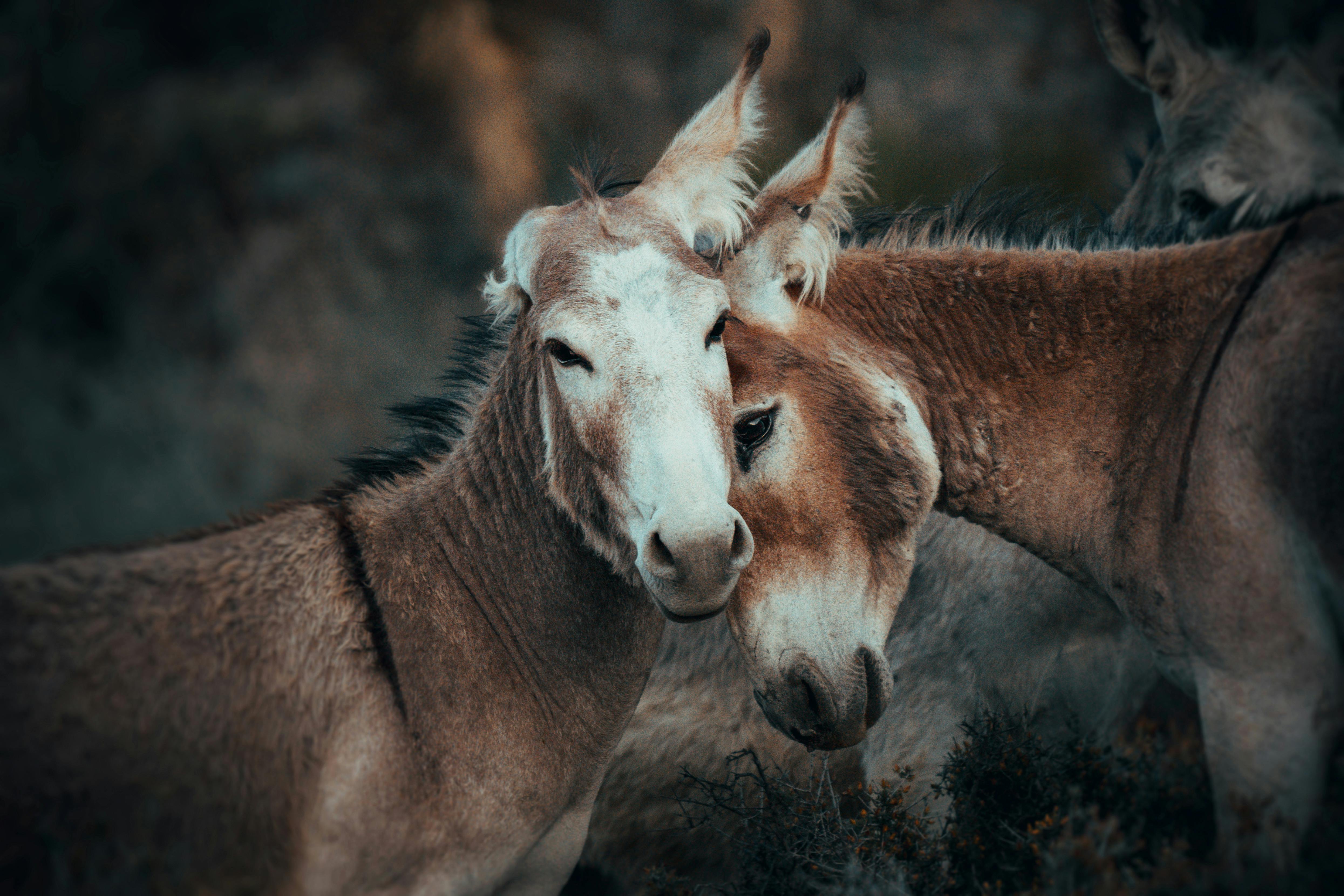 Two Mules Together · Free Stock Photo