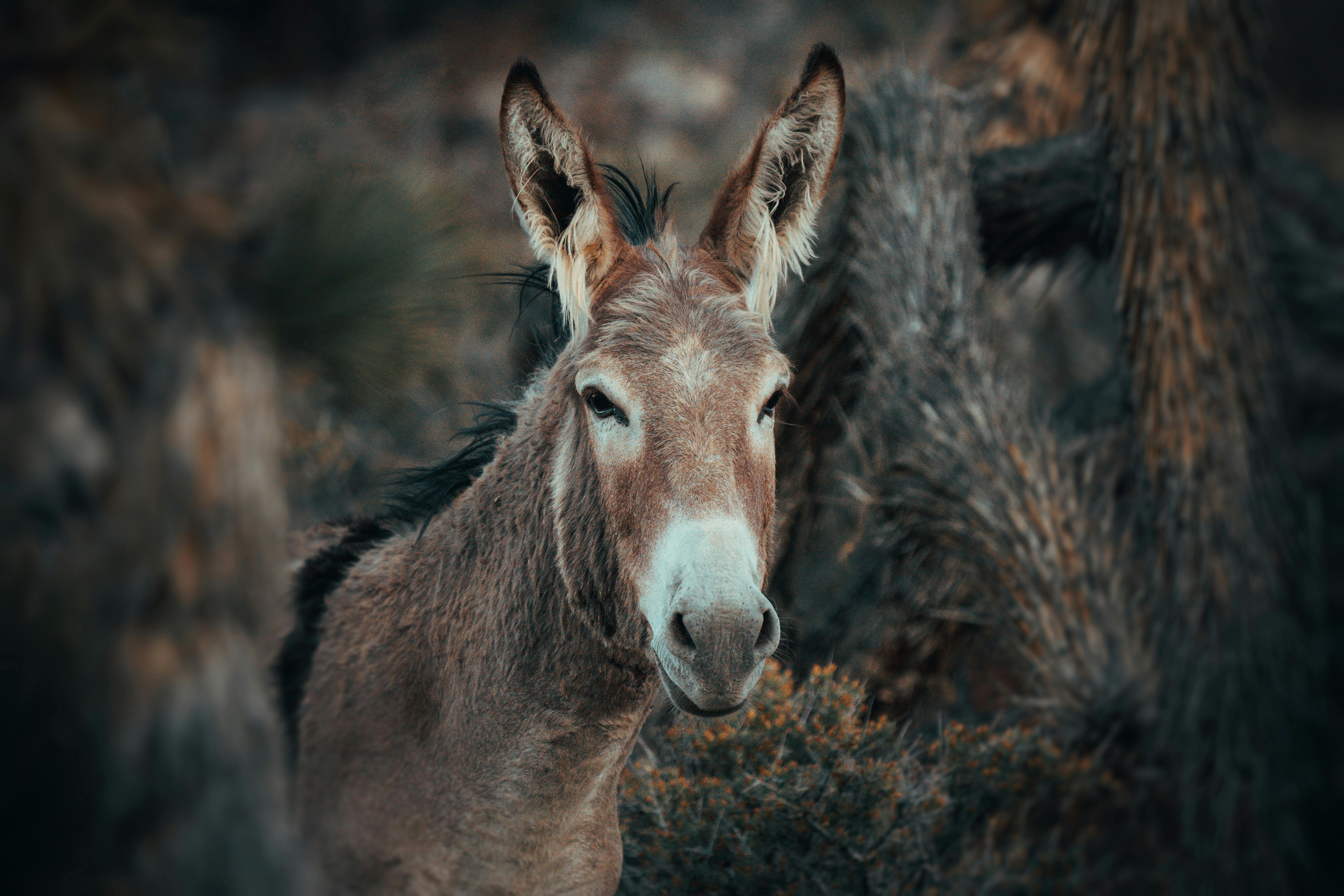 Close-up of a Wild Mule · Free Stock Photo