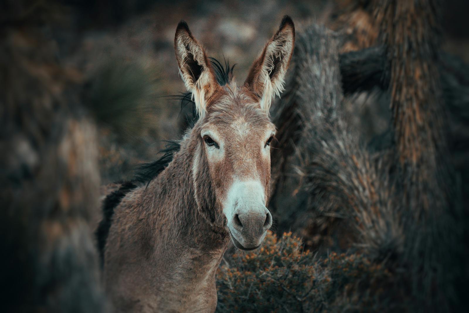 진짜 Mule Photos, Download The BEST Free 진짜 Mule Stock Photos & HD Images