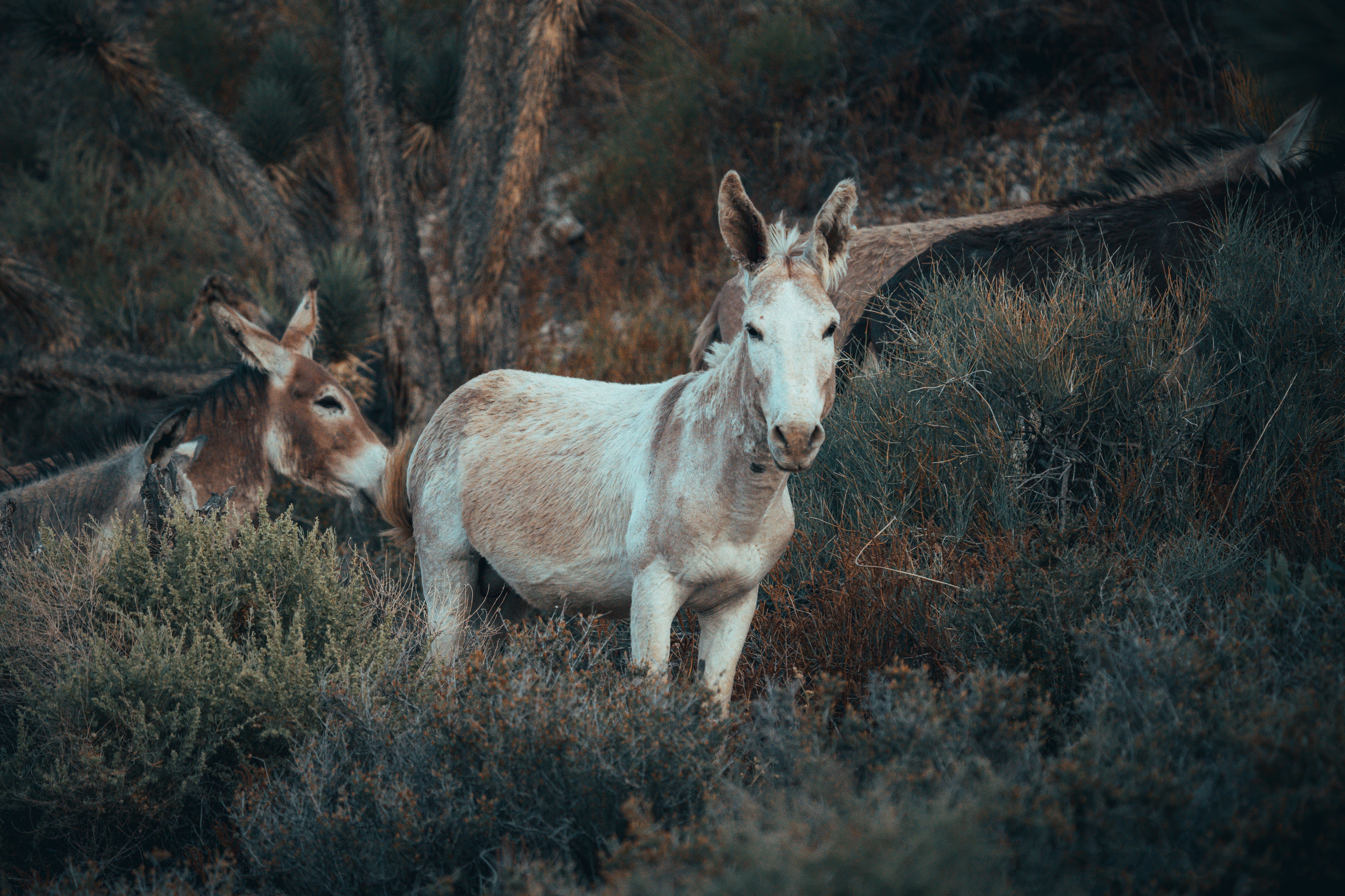 Photo of Wild Mules Standing in Bushes · Free Stock Photo